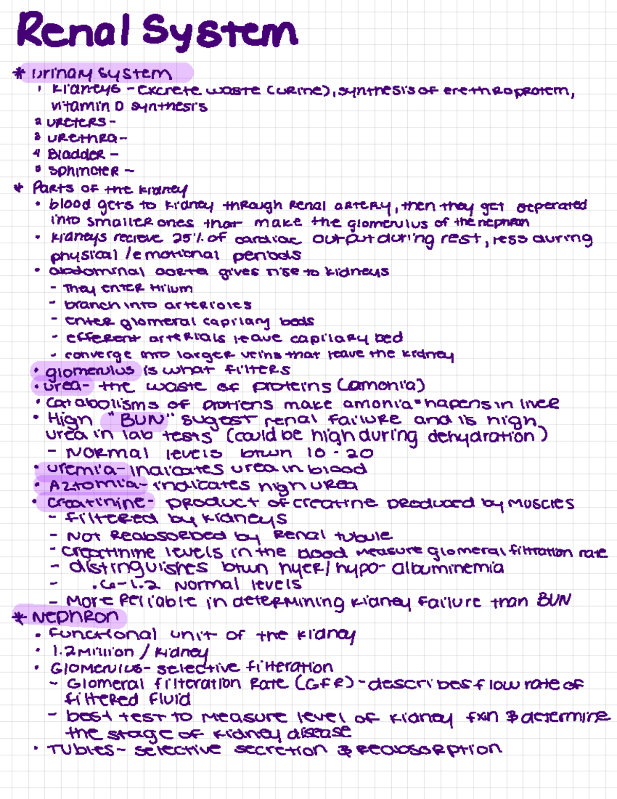 Renal system - notes - Renal system urinary system / kidneys - excrete ...
