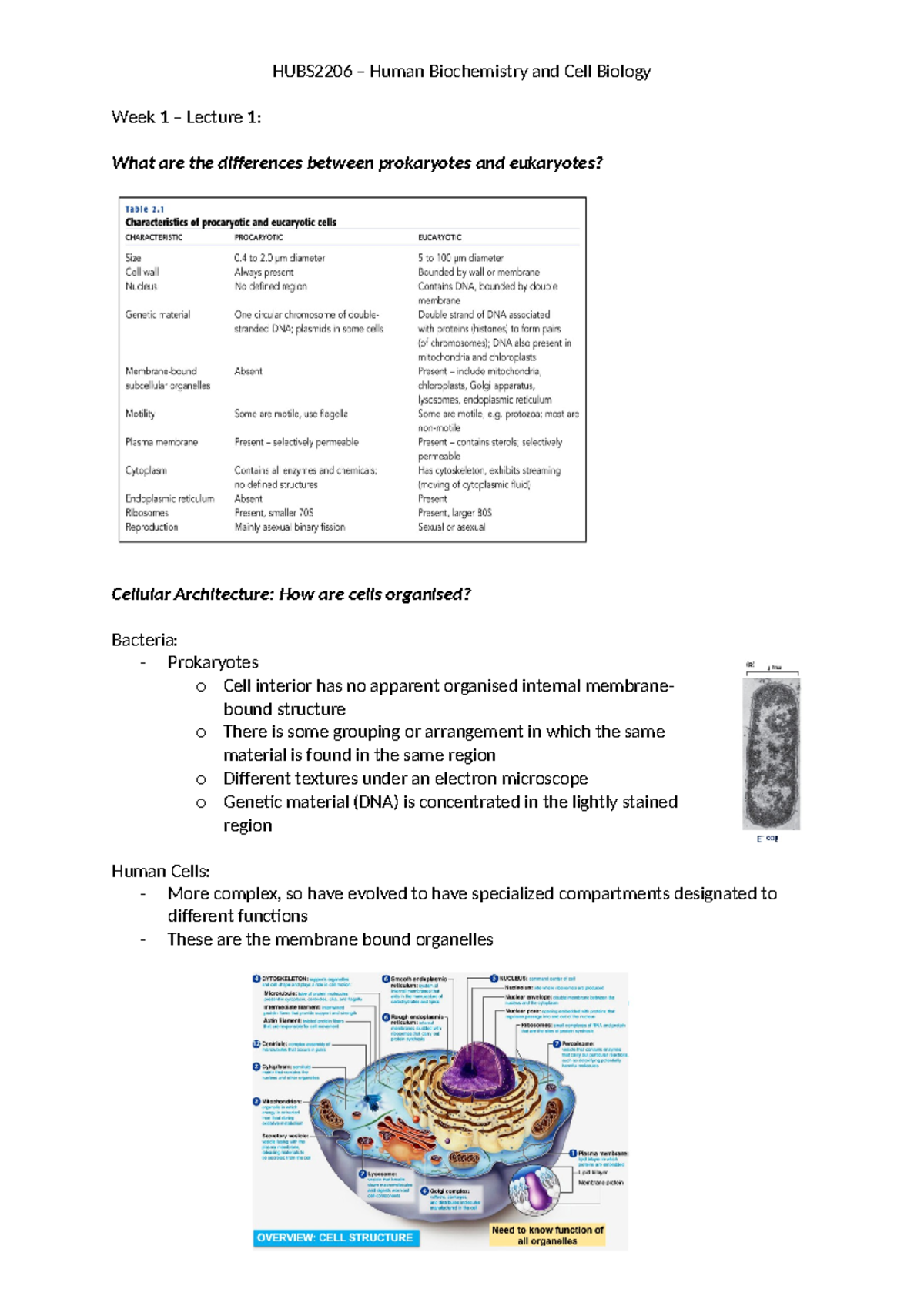 HUBS2206 Notes lecture 1 - HUBS2206 – Human Biochemistry and Cell ...