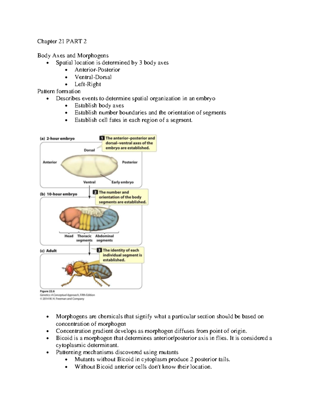 Chapter 21 part 2 lecture notes - Chapter 21 PART 2 Body Axes and ...