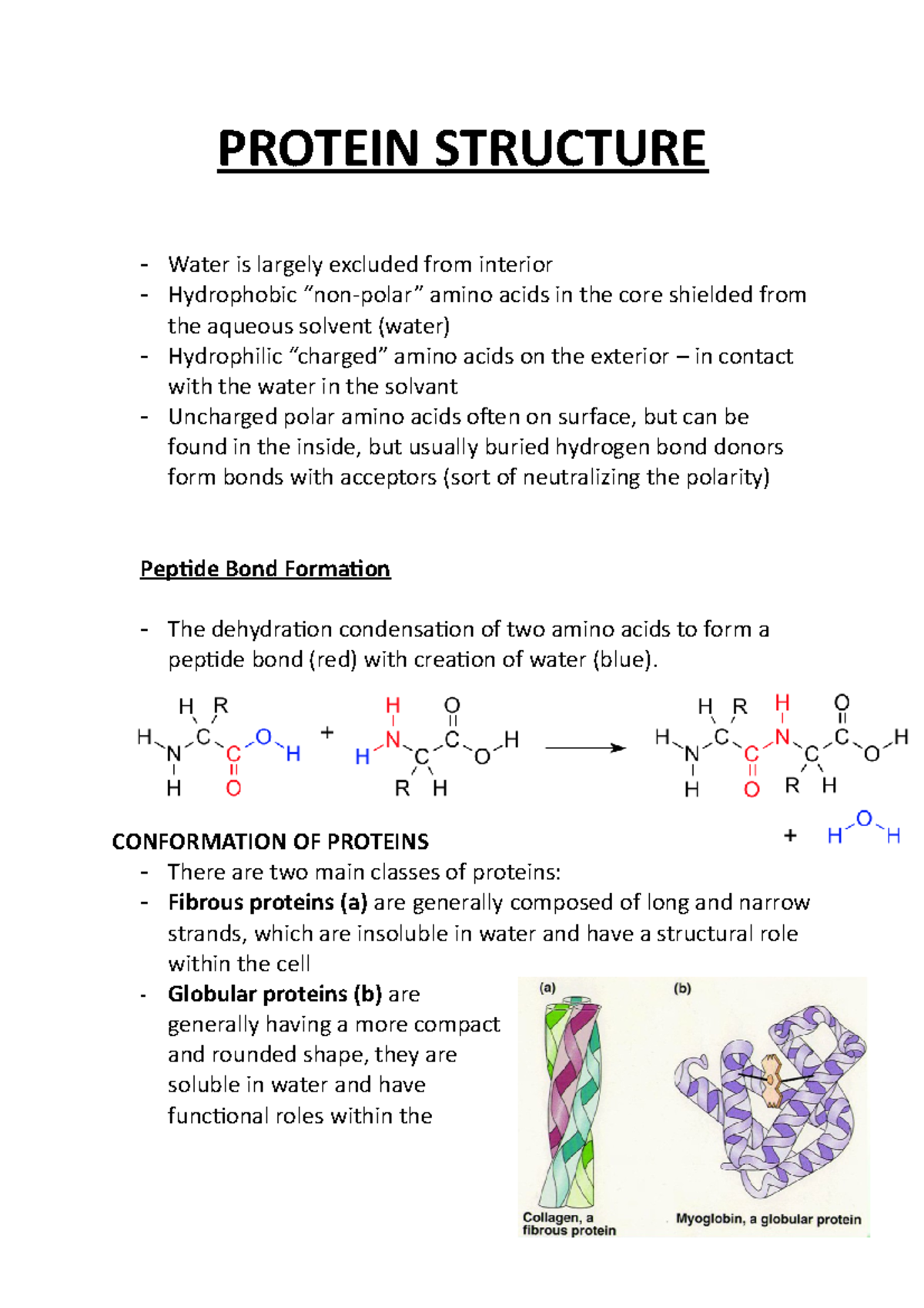 Protein Structure - PROTEIN STRUCTURE Water is largely excluded from ...
