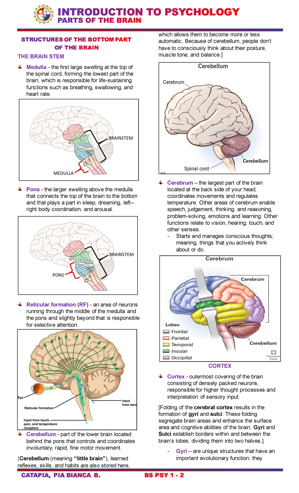 Parts OF THE Brain PSY - Psychology - PARTS OF THE BRAIN THE BRAIN STEM Medulla - the first ...