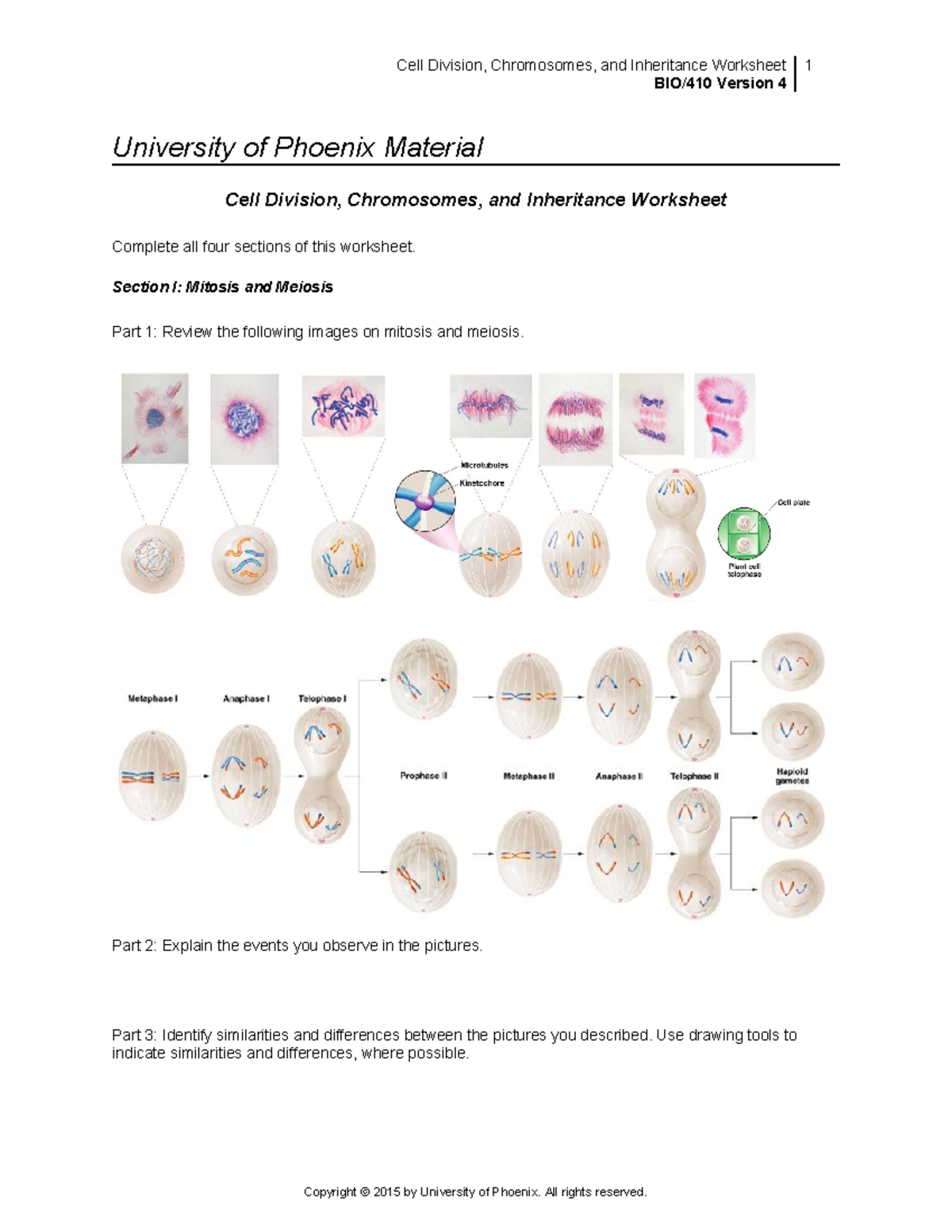 Bio410 r4 week one worksheet - Cell Division, Chromosomes, and ...
