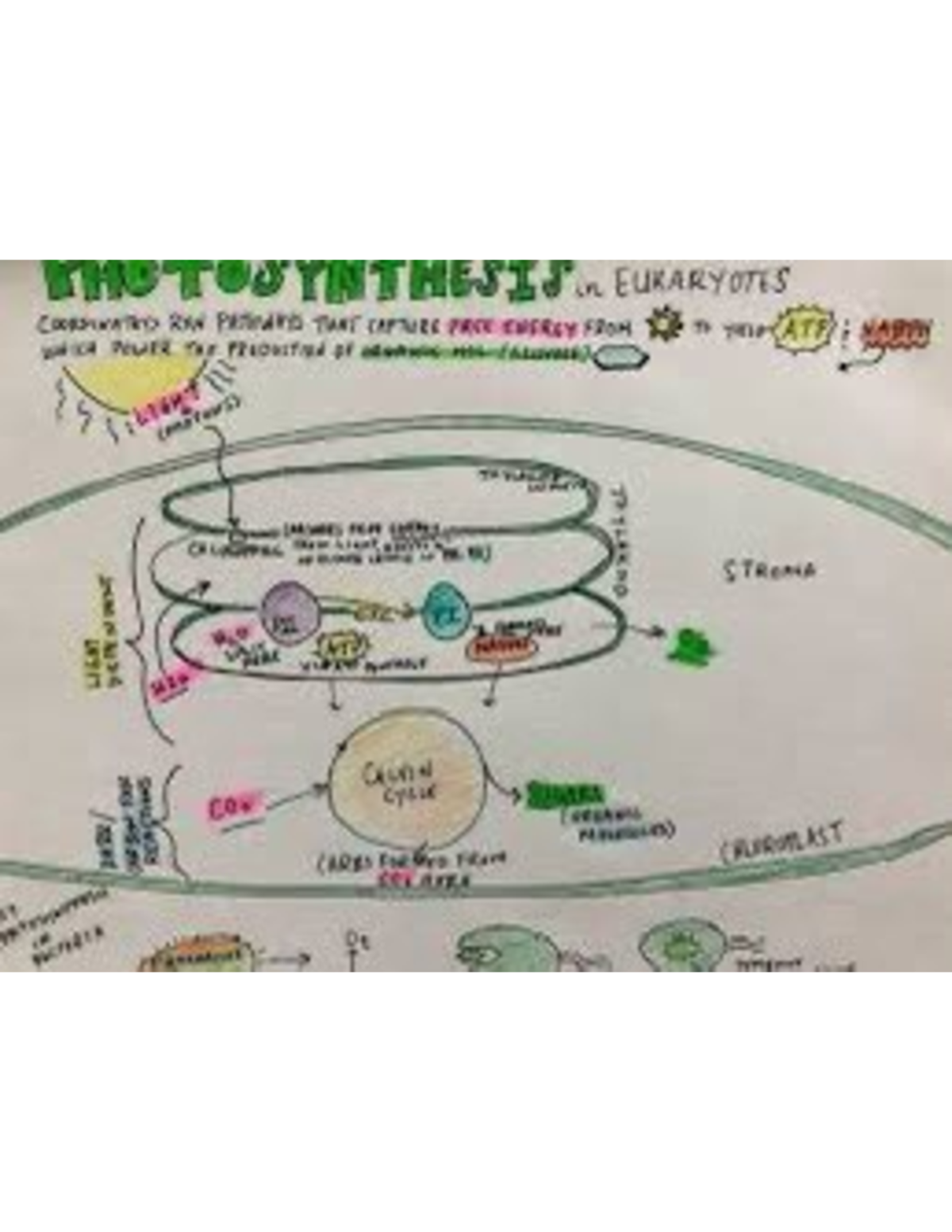 Photosynthesis 1 - BY3CB1 - Studocu