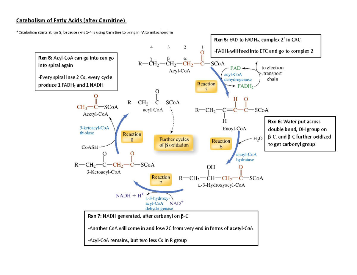 Catabolism Of Fatty Acids - Lecture notes, lectures 7 - 11 - Catabolism ...