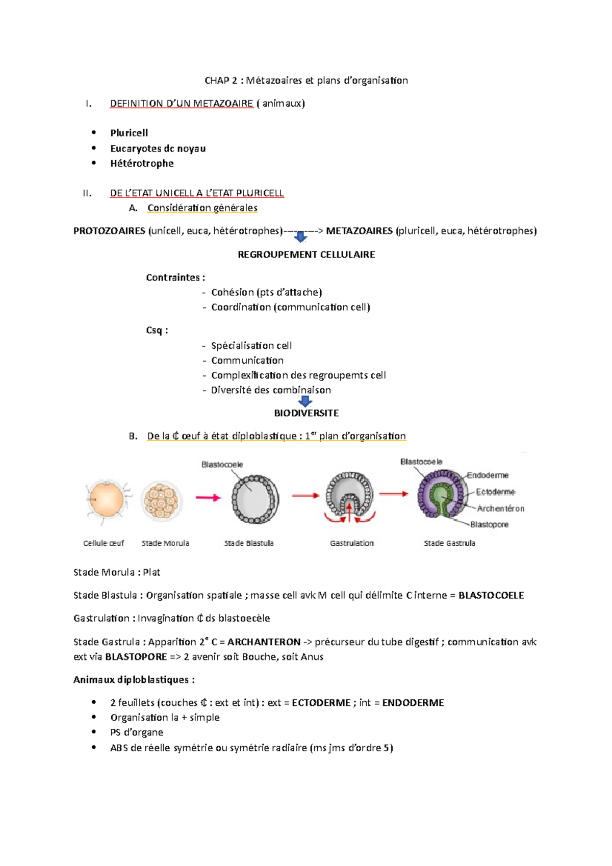 CHAP 2 - CHAP 2 : Métazoaires et plans d’organisation I. DEFINITION D ...