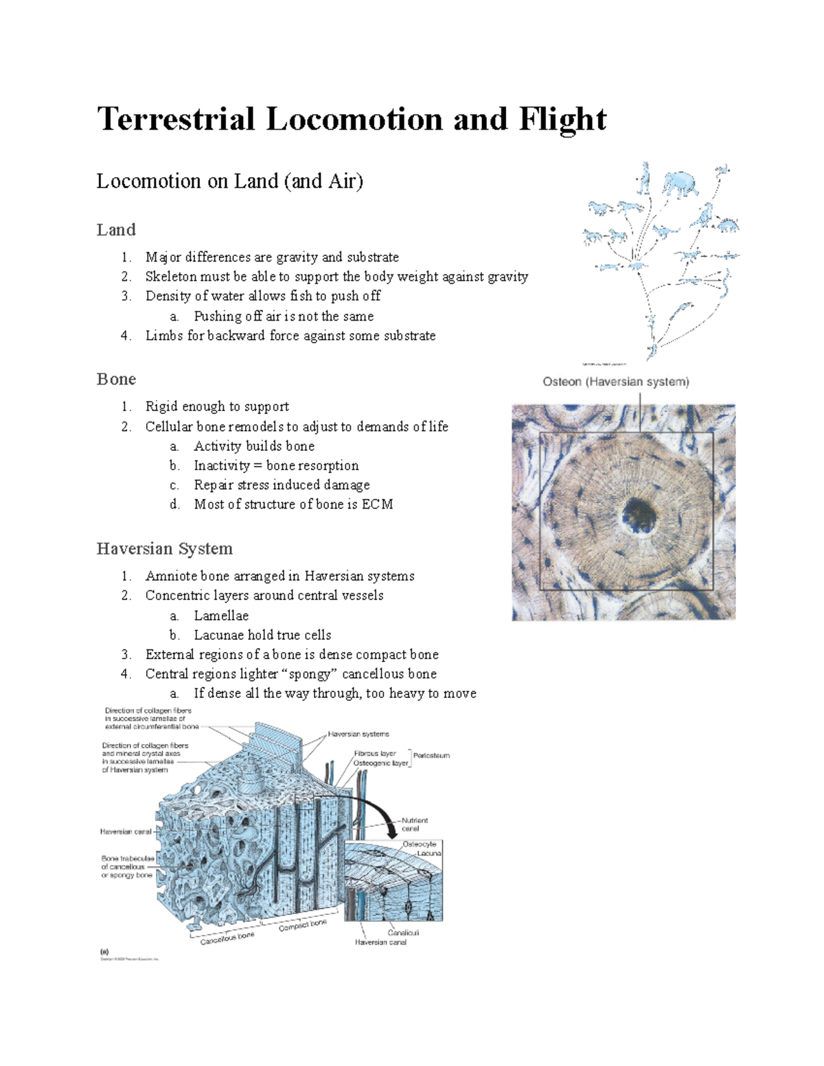 Terrestrial Locomotion and Flight - Terrestrial Locomotion and Flight ...