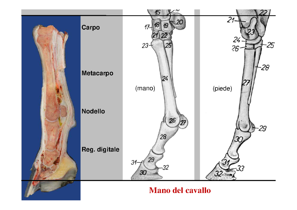 Show File - Carpo Metacarpo (mano) (piede) Nodello Reg. digitale Mano ...
