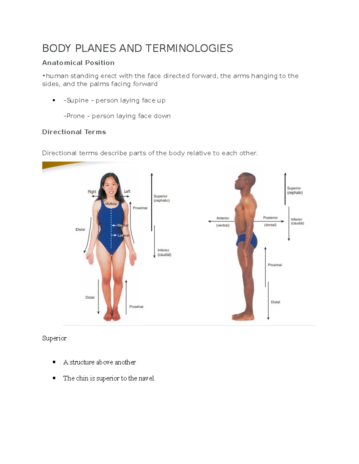 Body Planes And Its Terminologies In Anatomy And Physiology BODY