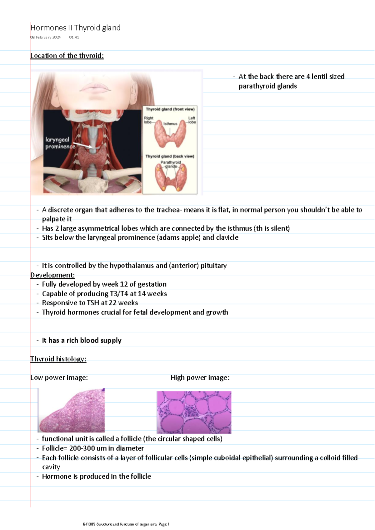 Hormones II Thyroid gland - Location of the thyroid: A discrete organ ...