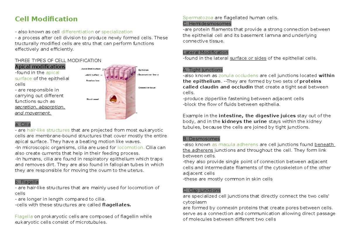 Cell-Modification - cell modification - Cell Modification also known as ...