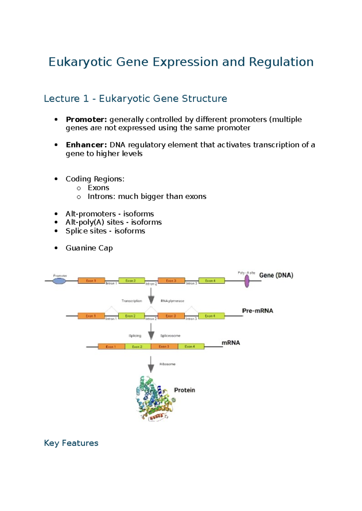 BIOL2161 - Eukaryotic Gene Expression - Eukaryotic Gene Expression and ...