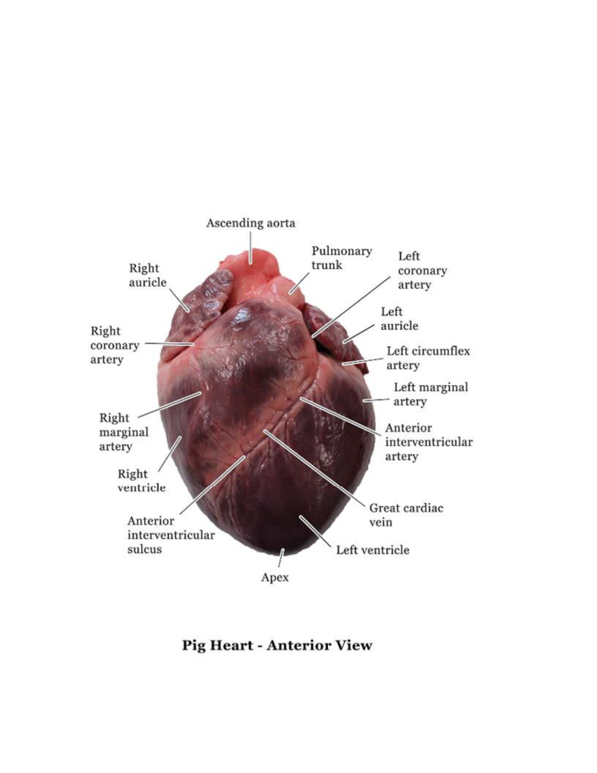 Pig's heart for review - fada - Ascending aorta Pulmonary Left Right ...