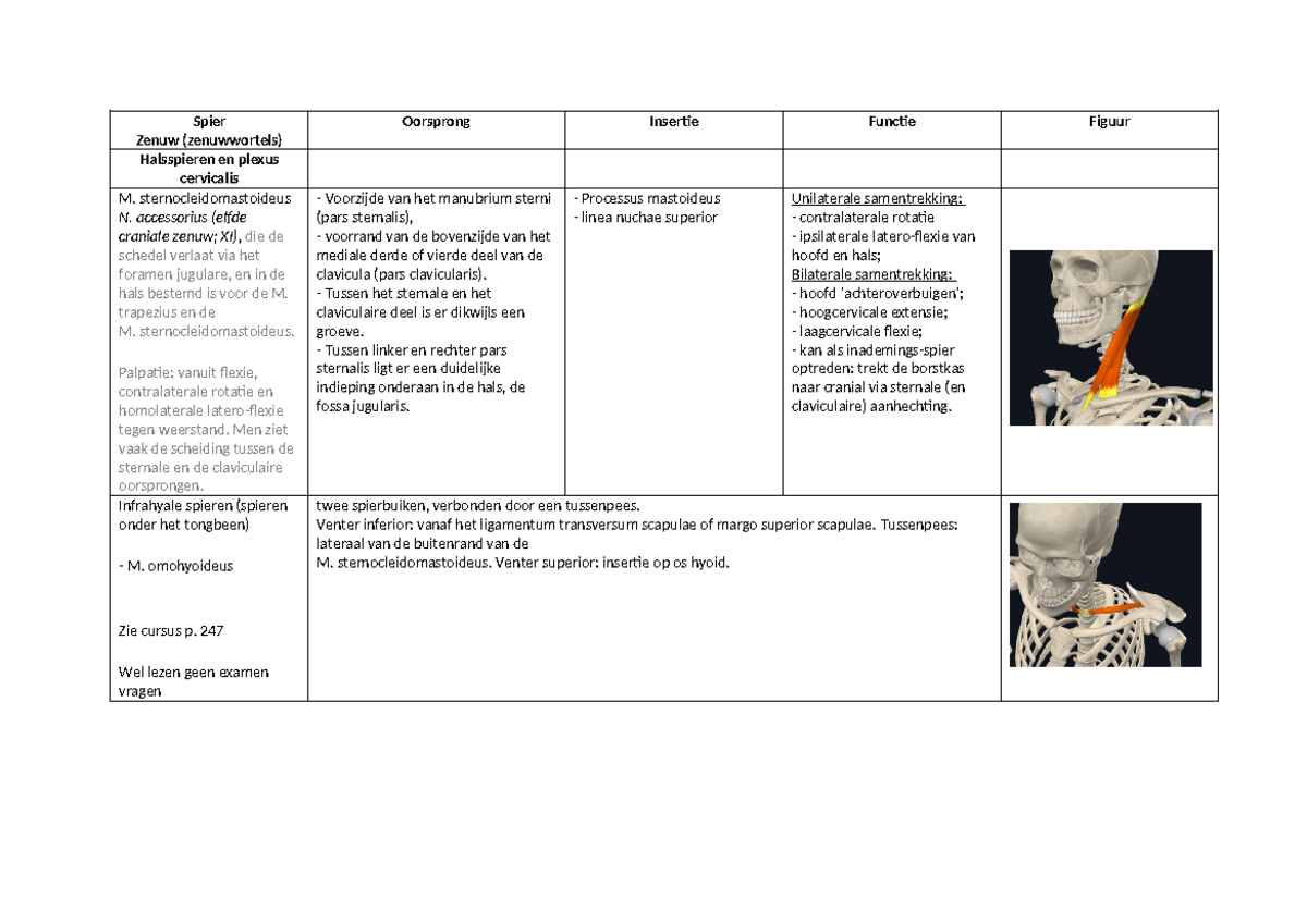 Halsspier en plexus cervicalis - Spier Zenuw (zenuwwortels) Oorsprong ...