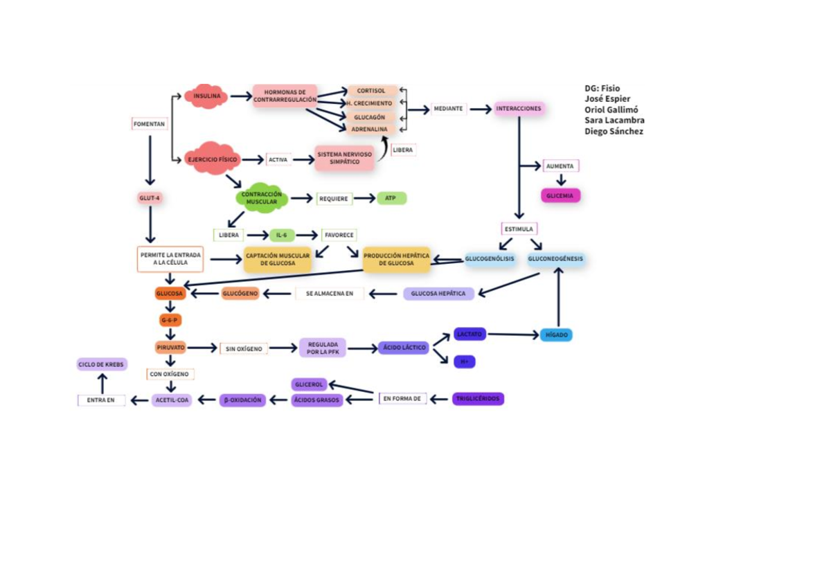 MAPA Conceptual - Grupo 42 CAFE+ Fisio - Fisiologia I - Studocu
