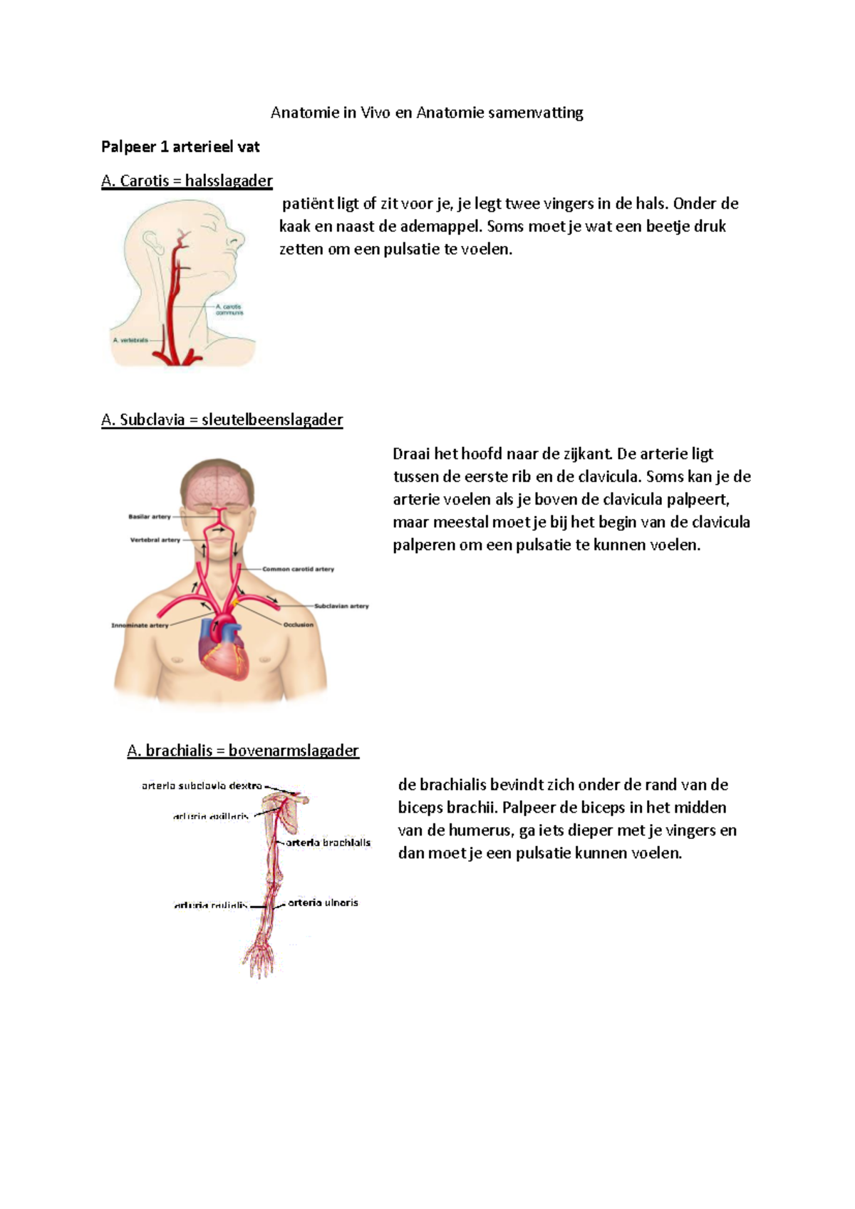 Anatomie in Vivo en Anatomie samenvatting 1.1 - Warning: TT: undefined function: 32 Anatomie in ...