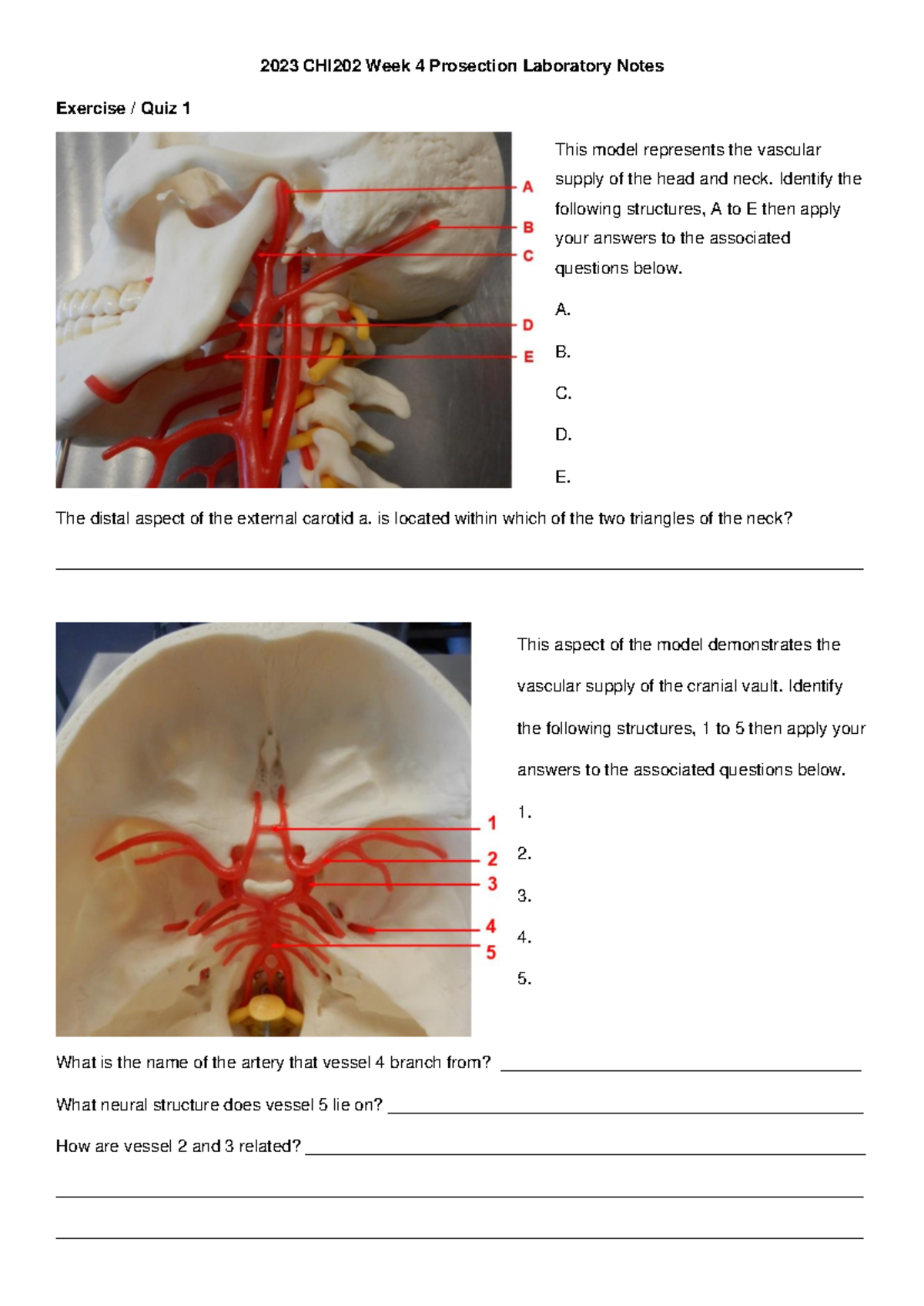 2023 CHI202 W4 Prosection Laboratory Notes - 2023 CHI 202 Week 4 ...
