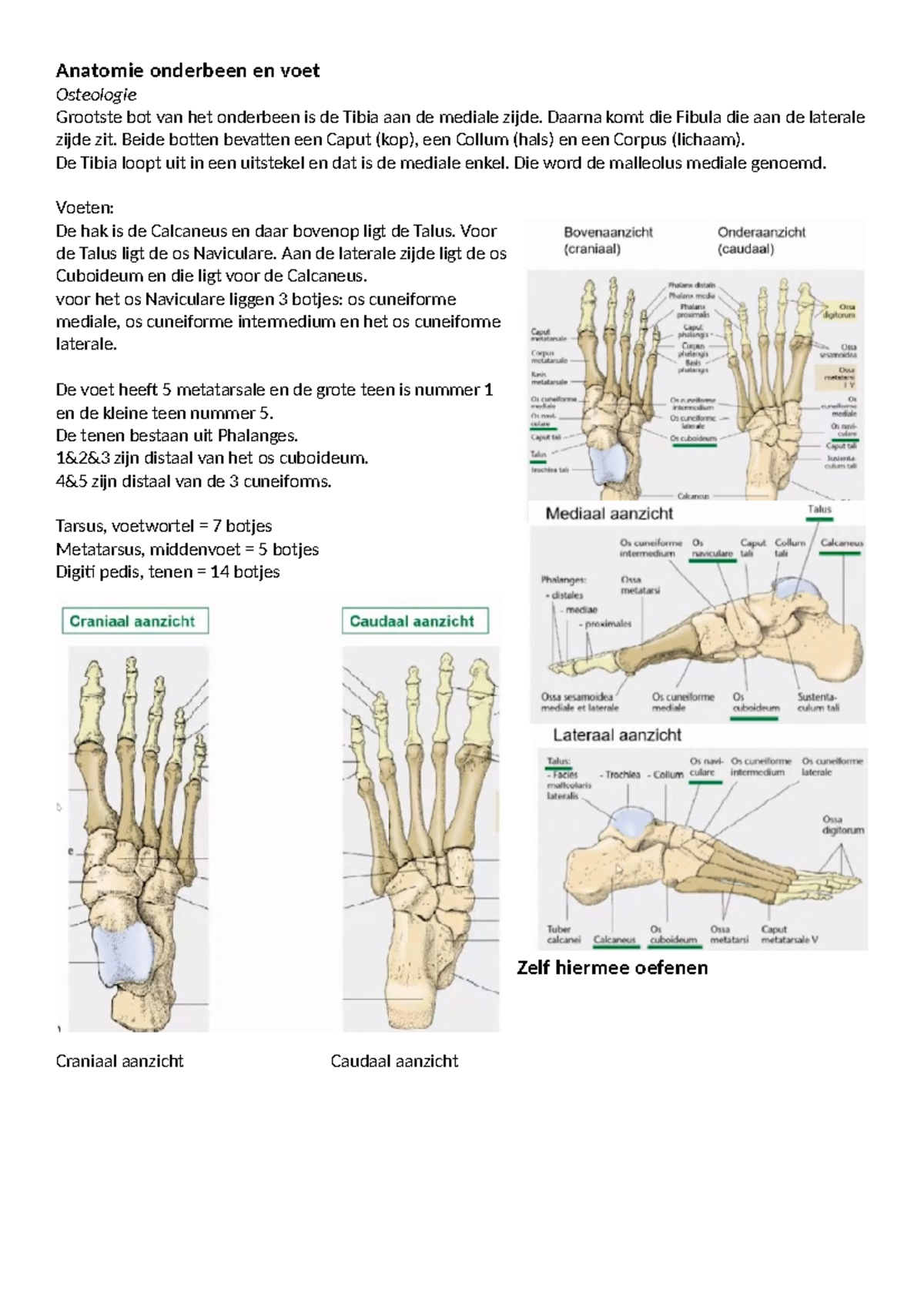 Anatomie onderbeen en voet - Anatomie onderbeen en voet Osteologie ...