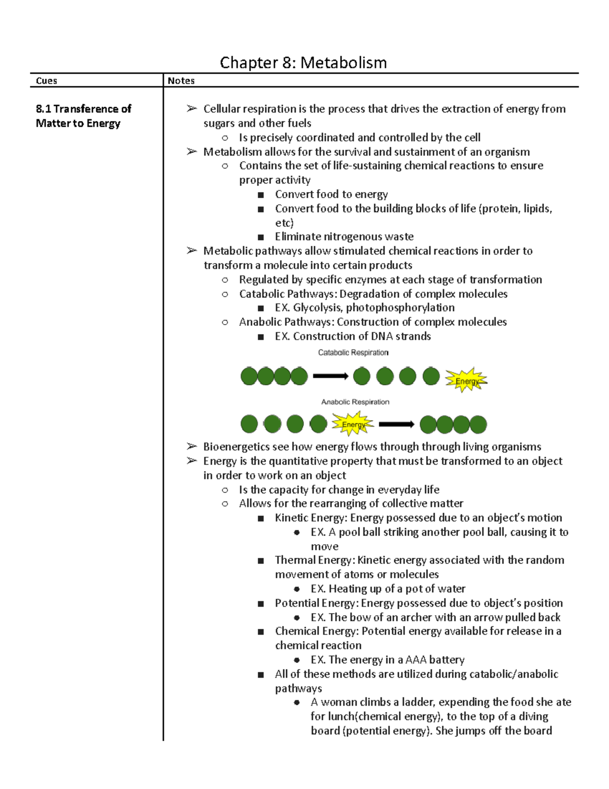 Biology Chapter 8 - Chapter 8: Metabolism Cues Notes 8 Transference of ...