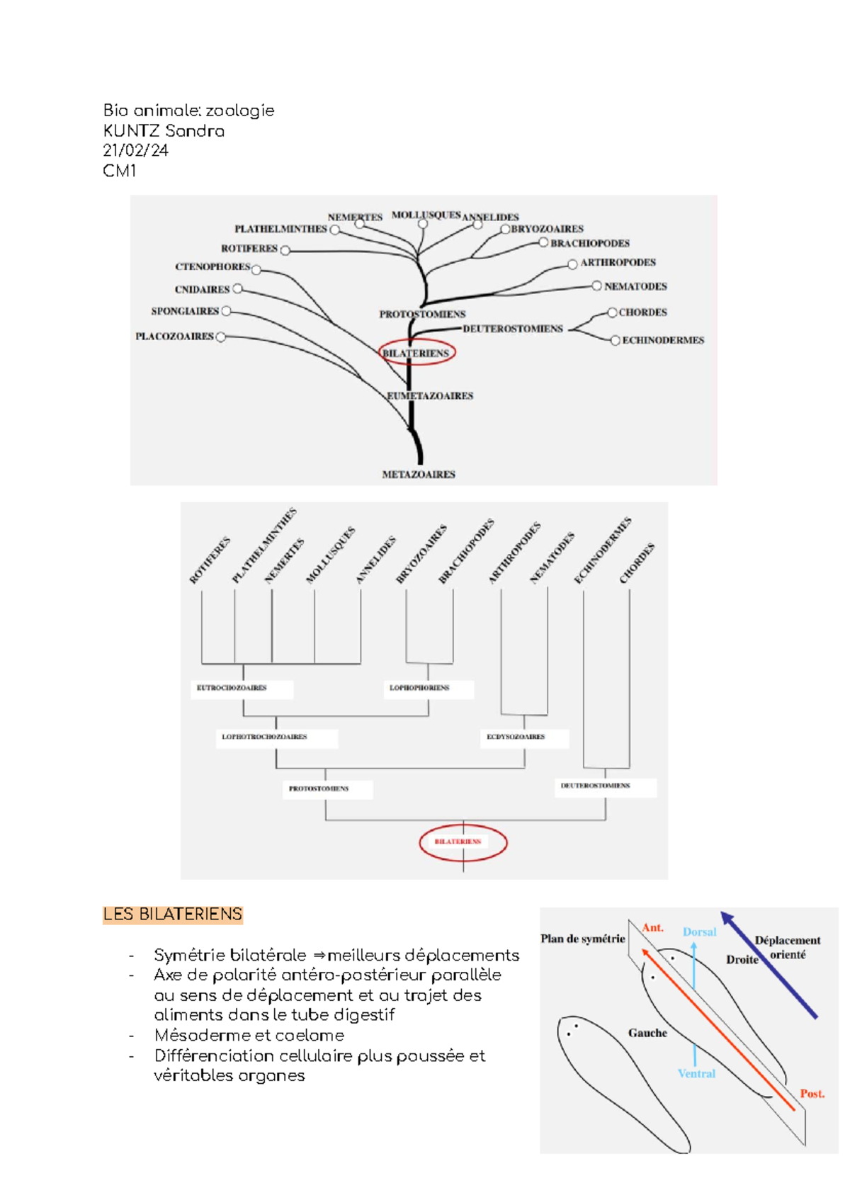 Chapitre 5 : zoo les Annelides - Bio animale: zoologie KUNTZ Sandra 21 ...