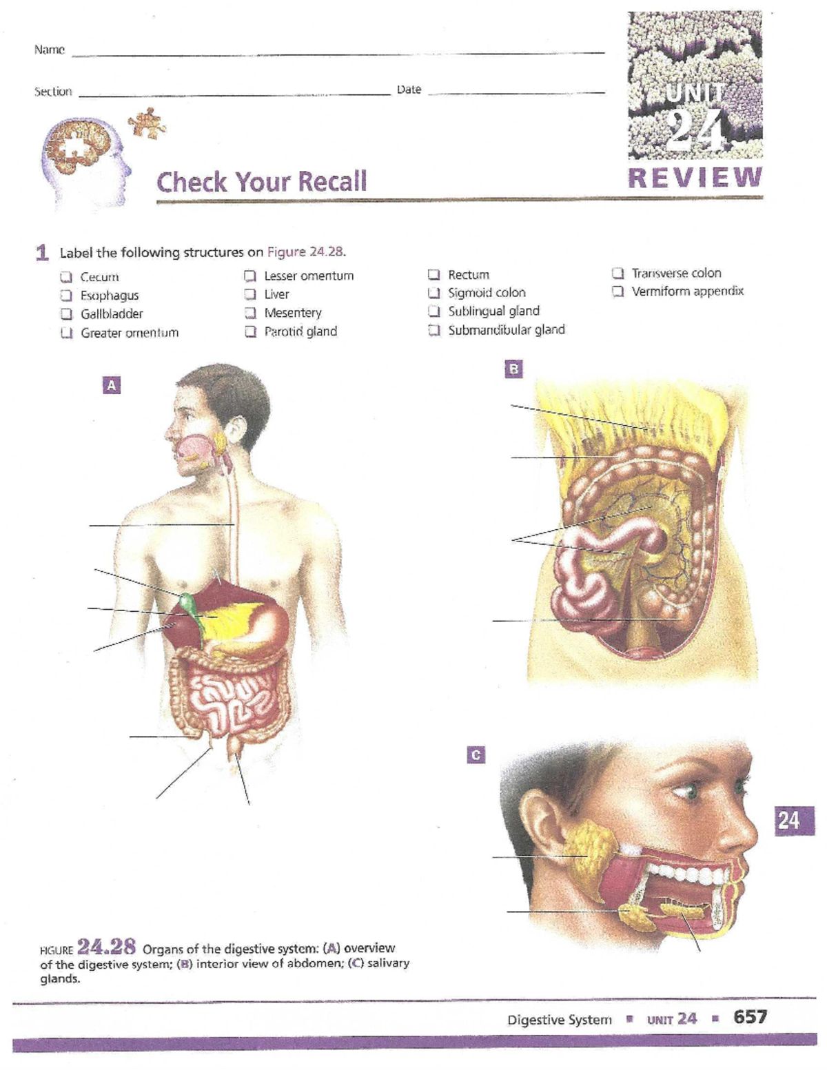 Post Lab Digestive System - BIOL 1107 - Studocu
