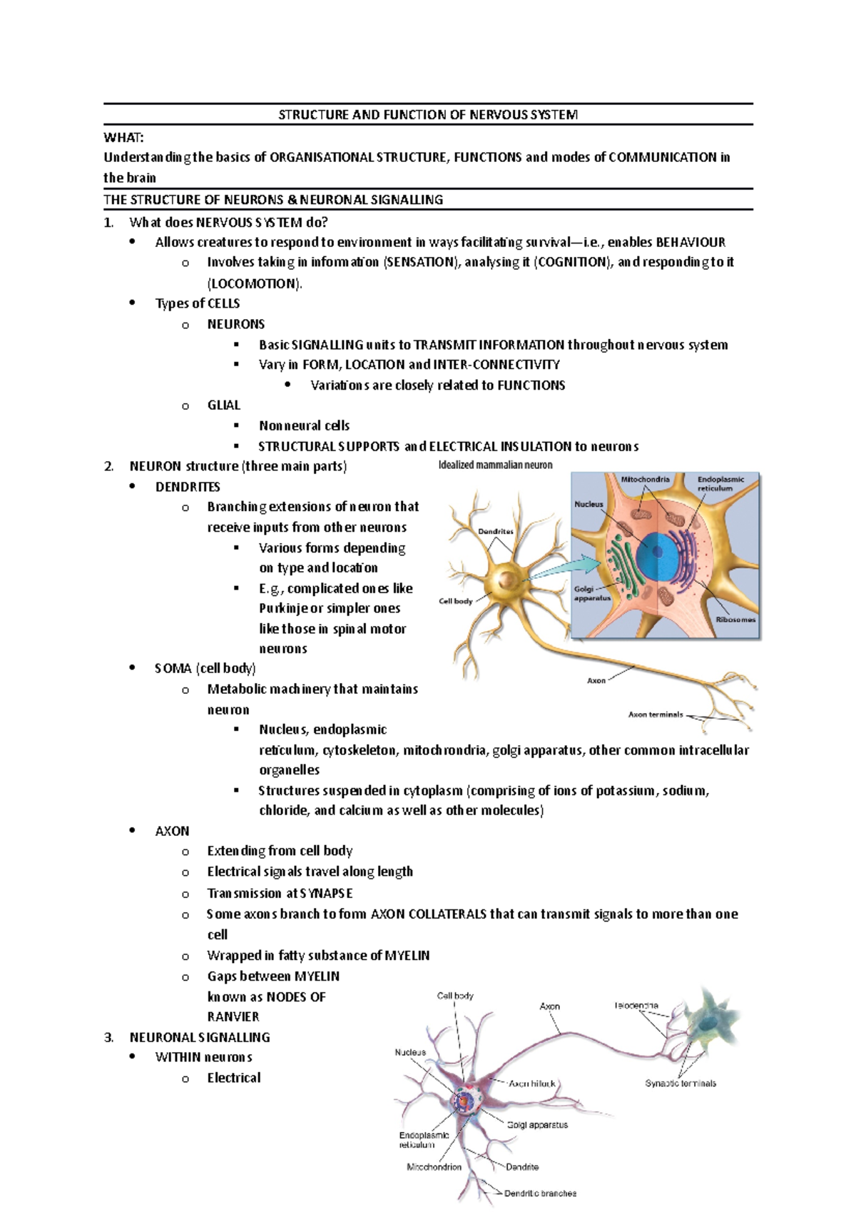 Structure AND Function OF Nervous System - STRUCTURE AND FUNCTION OF ...