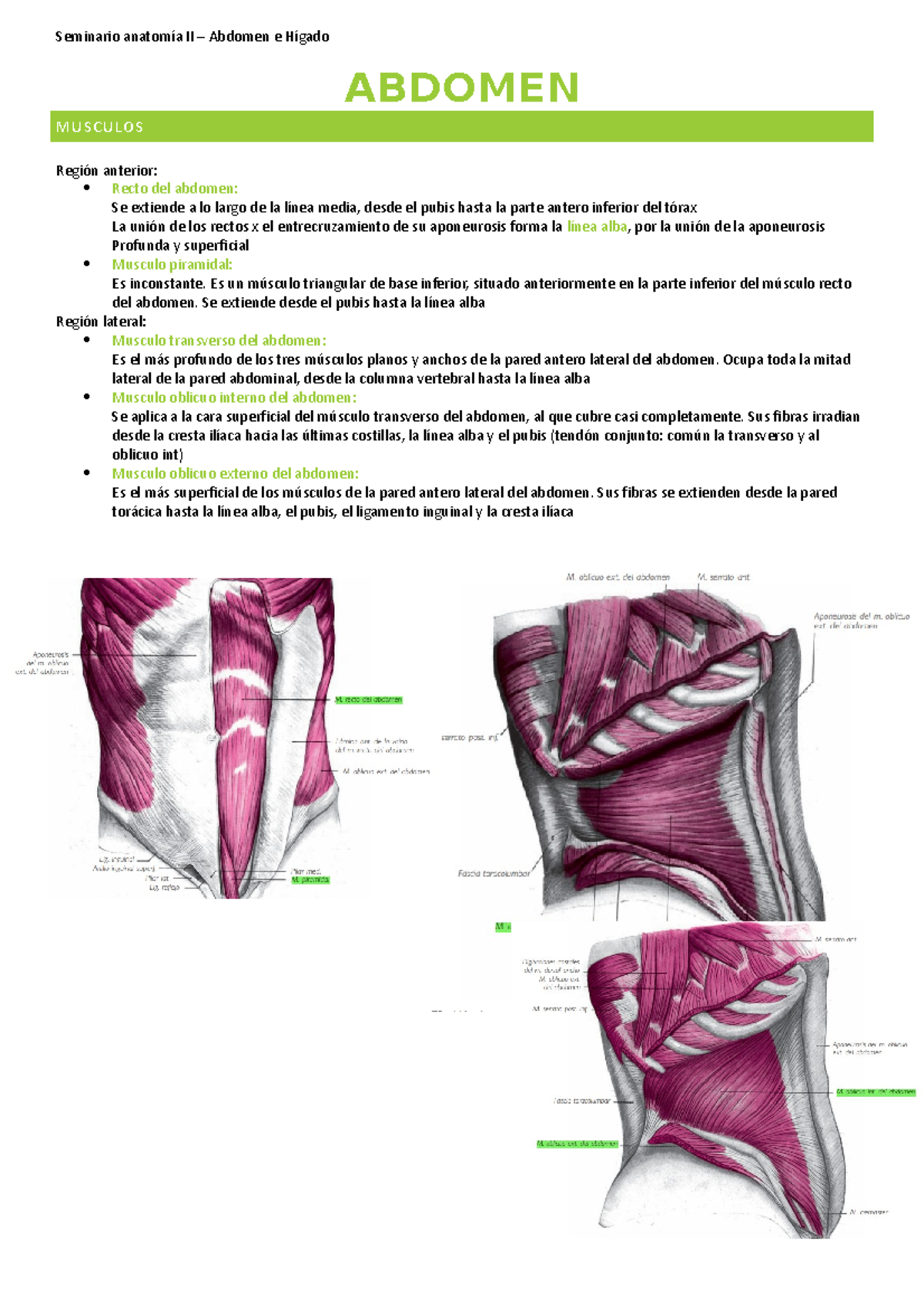 Abdomen - ABDOMEN MUSCULOS Región anterior: Recto del abdomen: Se ...