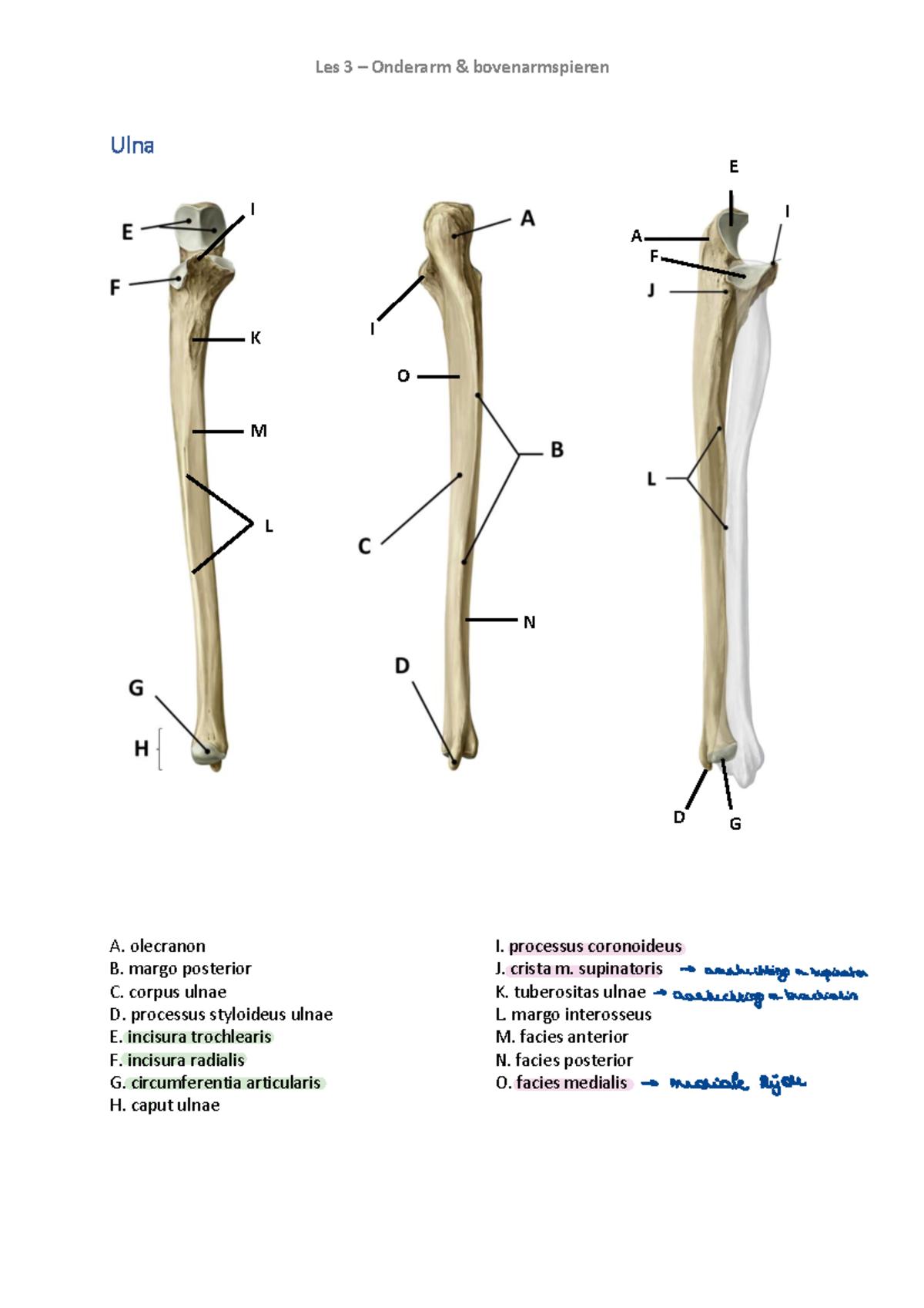 Les 3 - bovenarmspieren - Ulna ####### A. olecranon I. processus ...