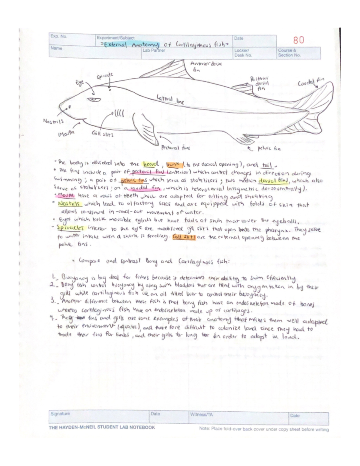 Cartilaginous fish - Description of external and internal anatomy - Exp ...