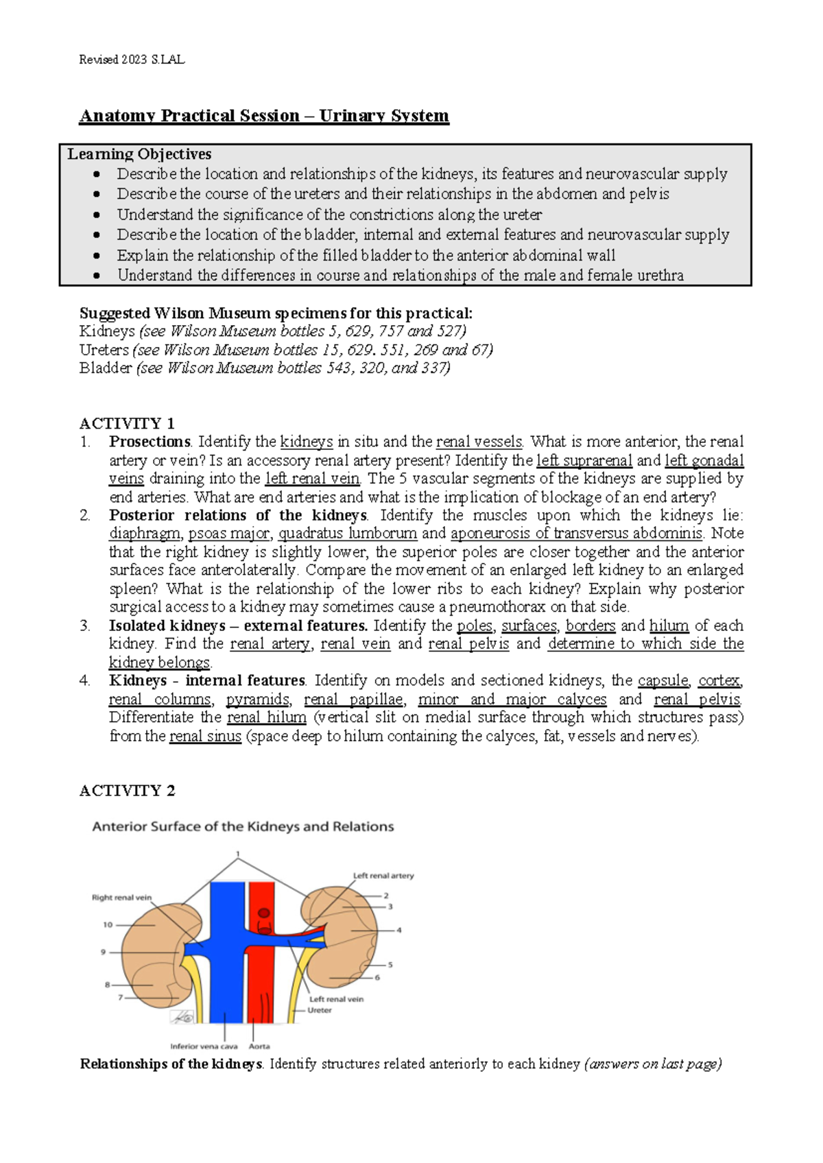 Week 5.4 2024 Urinary system - Anatomy Practical Session – Urinary ...