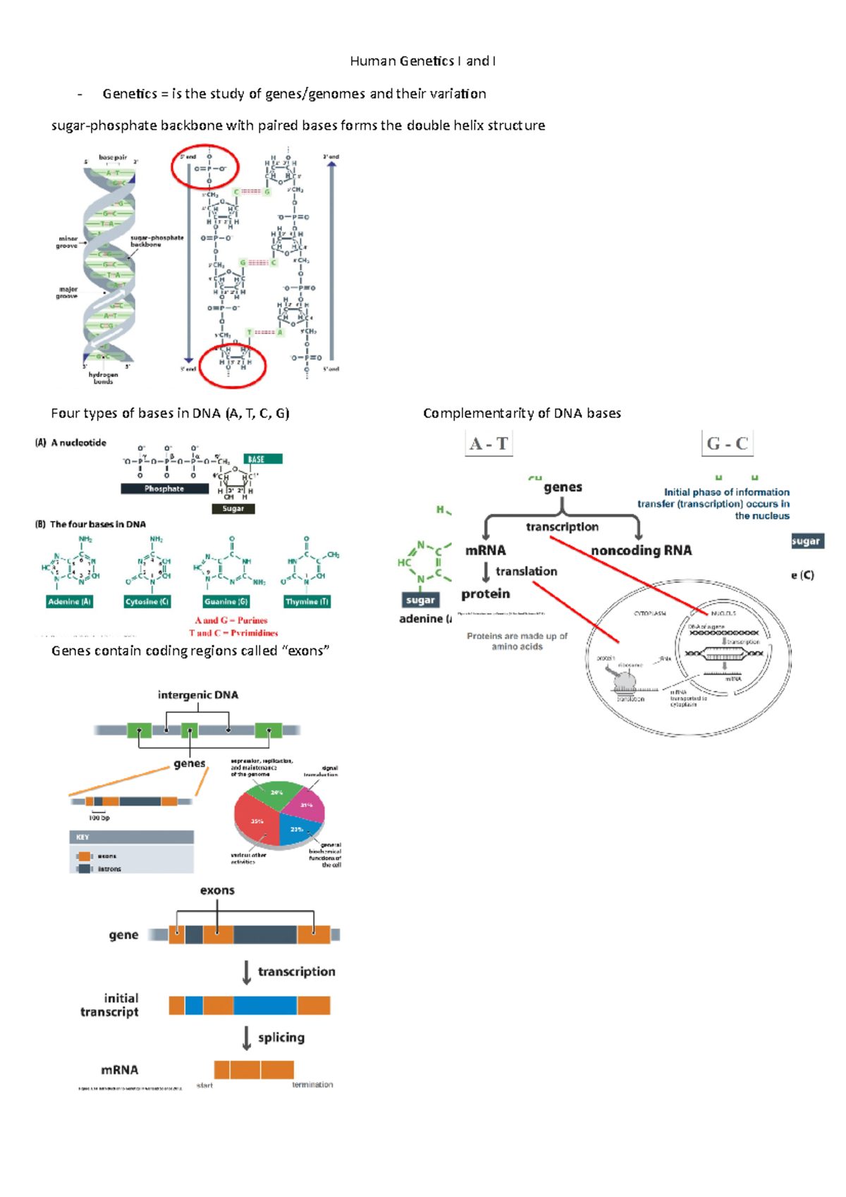 Human Genetics I and I - Notes - Human Genetics I and I Genetics = is ...