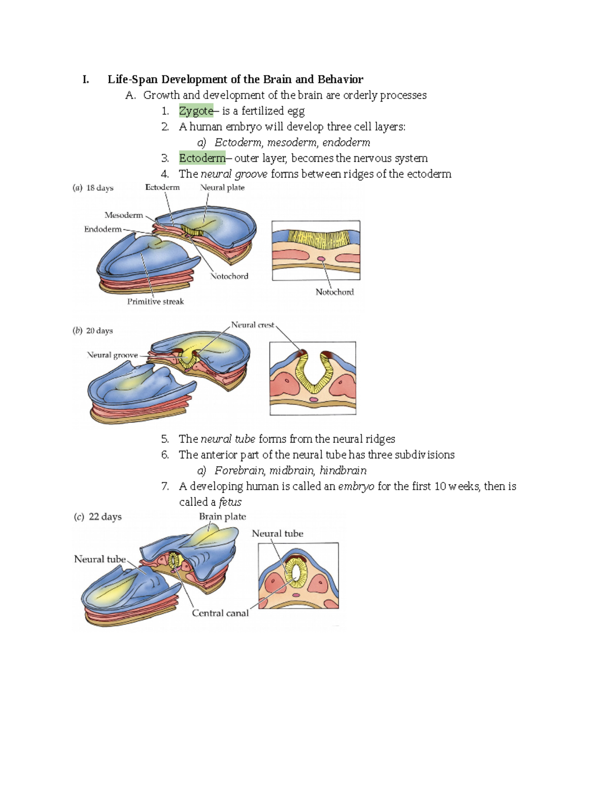 Nervous System Development - I. Life-Span Development of the Brain and ...