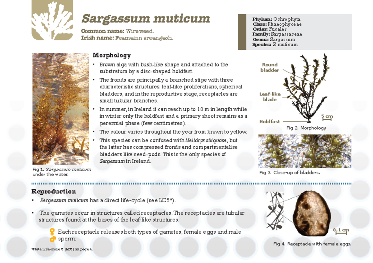 Sargassum muticum - Sargassum muticum Common name: Wireweed. Irish name ...