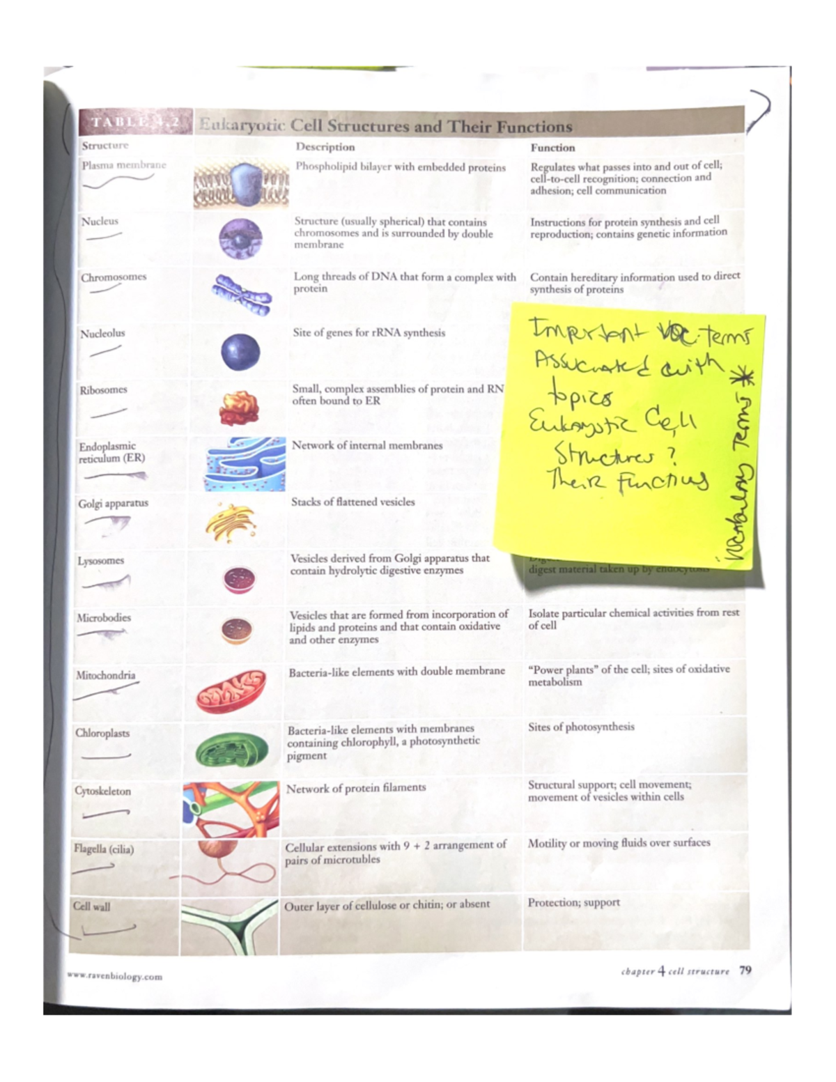 Structure - Micro - BIO 2100 - Studocu