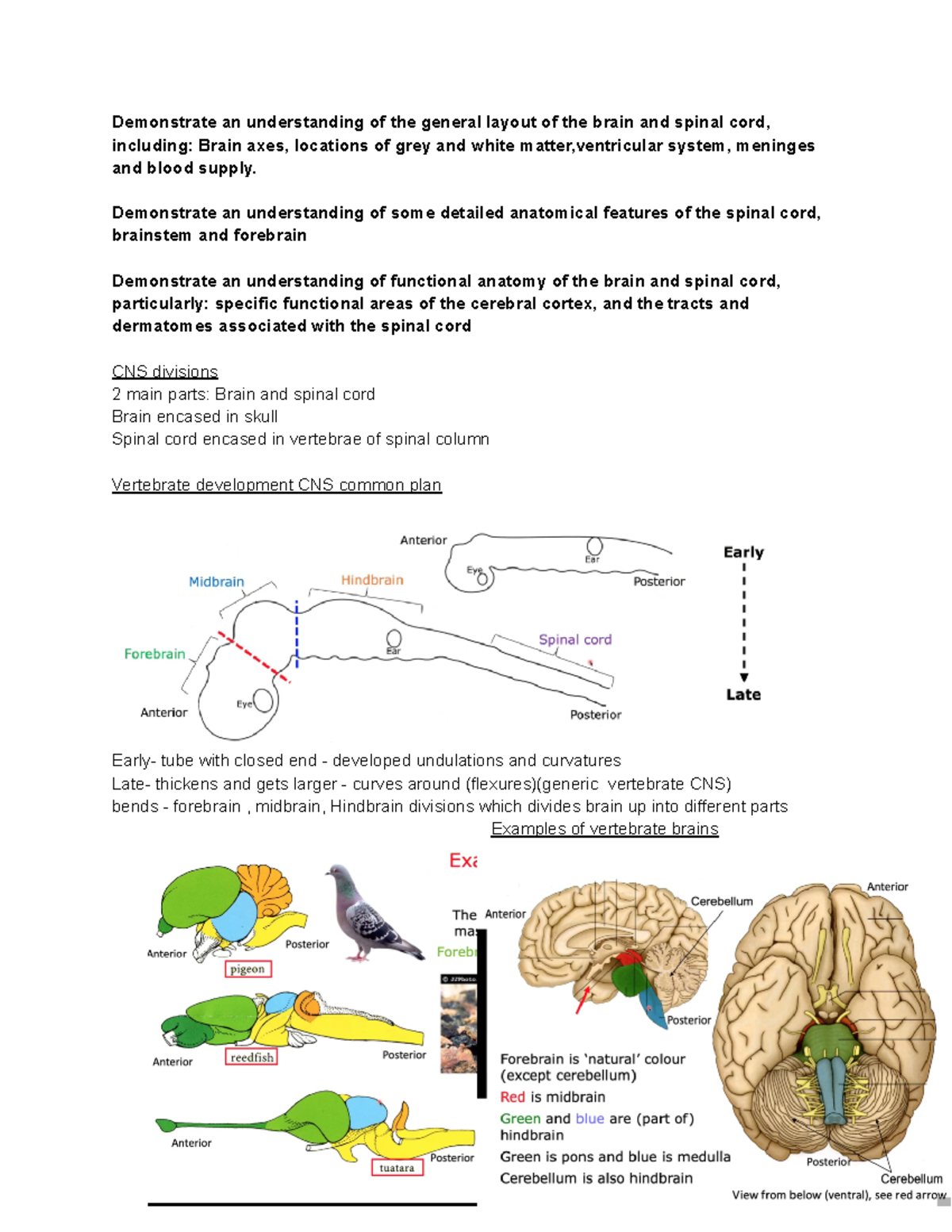 Phol0005 neuroanatomy notes - phol0005 - UCL - Studocu