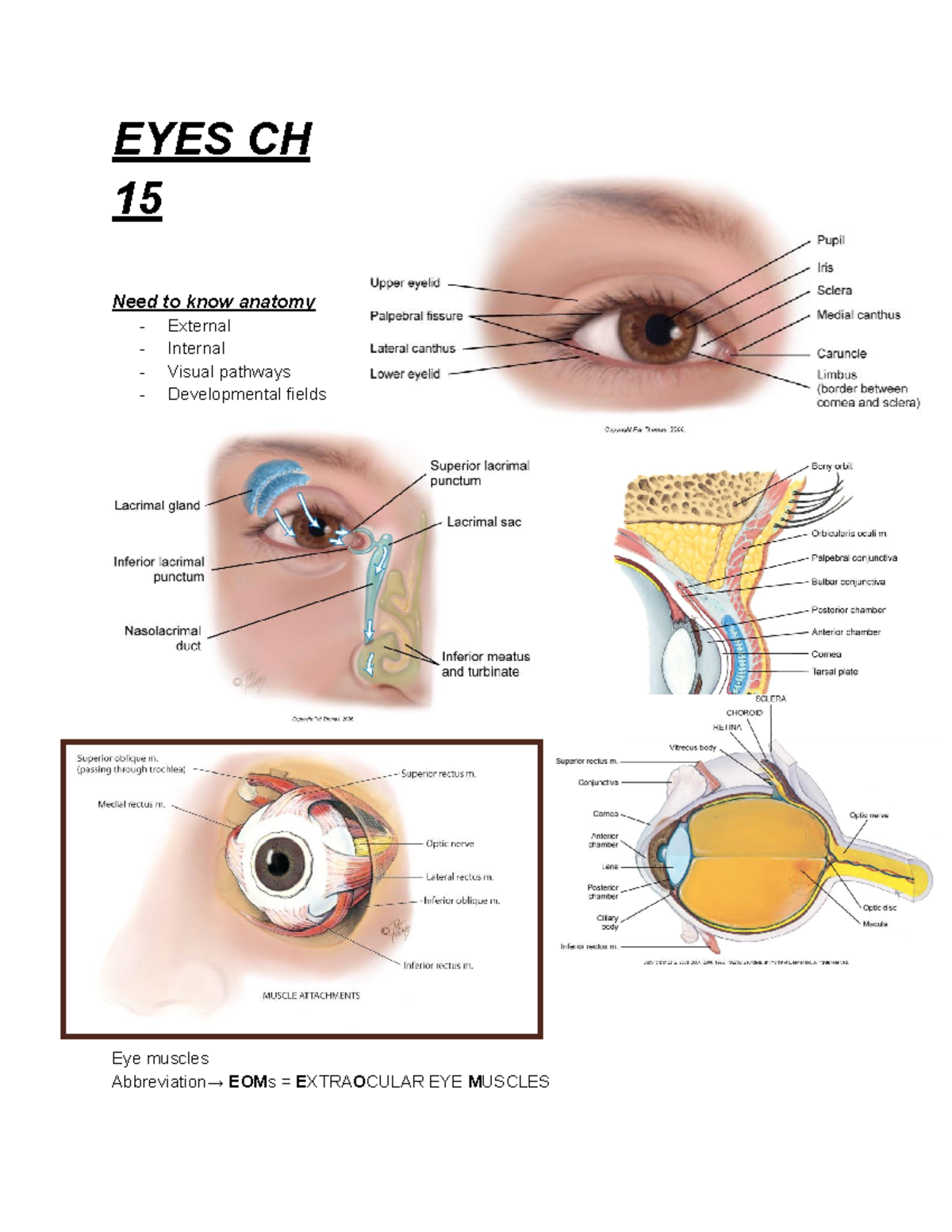 260 QUIZ 6 - eyes - EYES CH 15 Need to know anatomy External Internal ...
