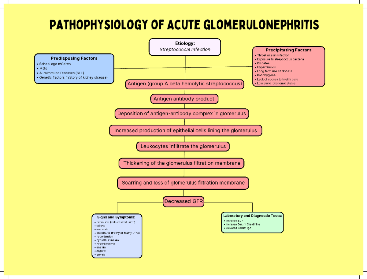 Pathophysiology-Acute-Glomerulonephritis - PATHOPHYSIOLOGY OF ACUTE ...