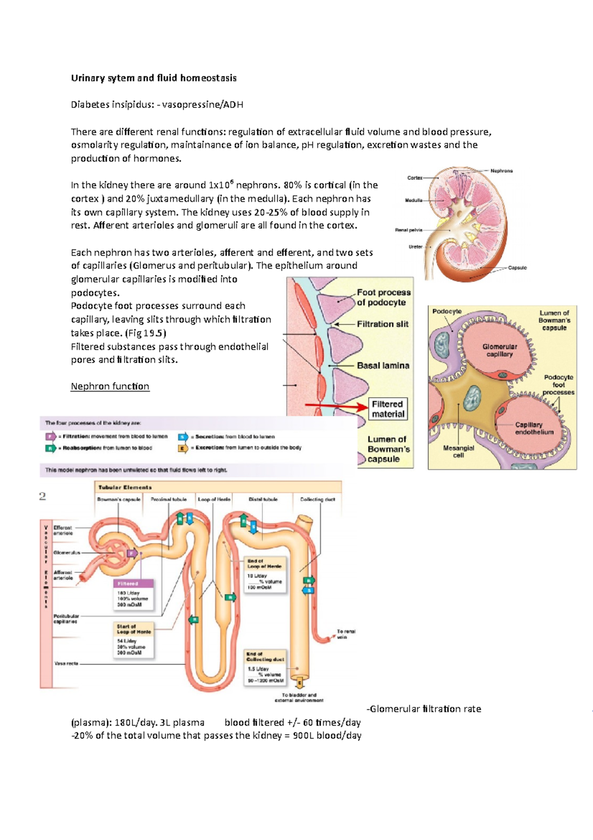 Urinary sytem and fluid homeostasis - Urinary sytem and fluid ...