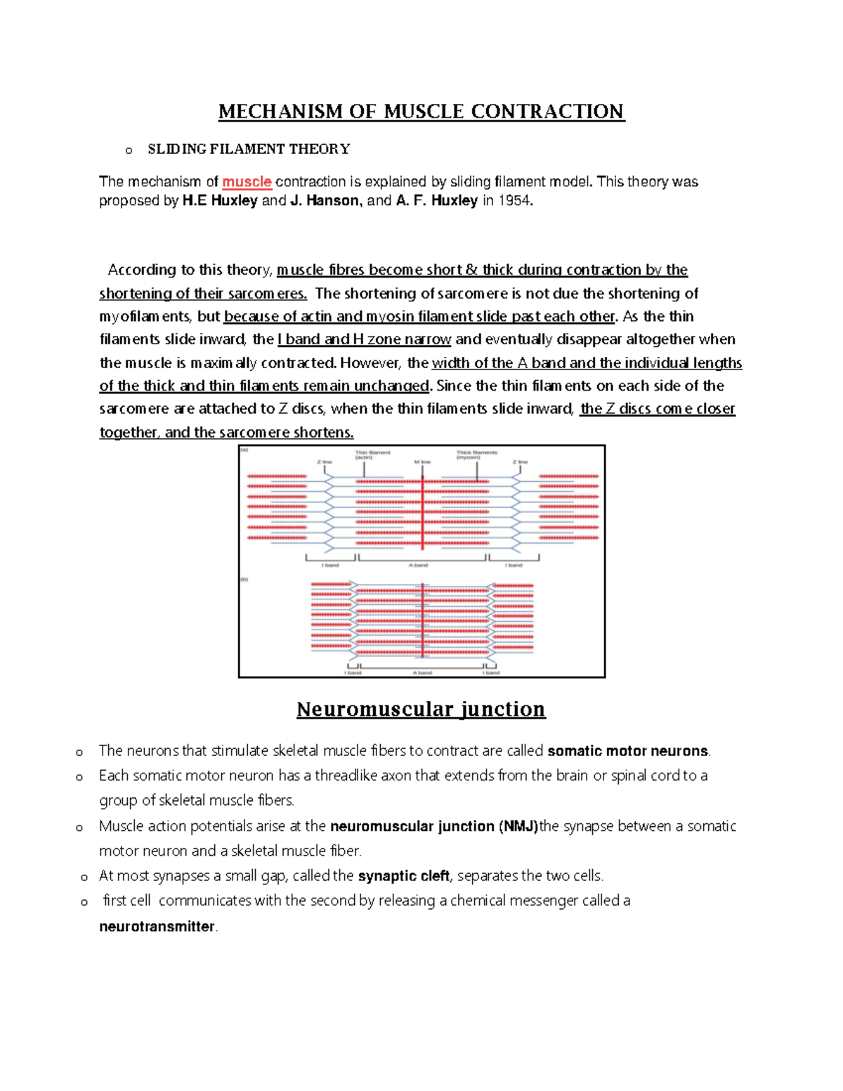 Mechanism OF Muscle Contraction - MECHANISM OF MUSCLE CONTRACTION o ...