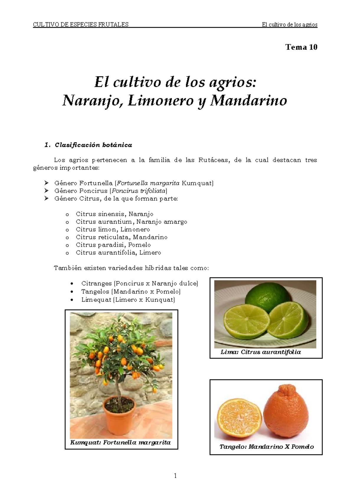 TEMA 10 - EL Cultivo DE LOS Agrios - CULTIVO DE ESPECIES FRUTALES El ...