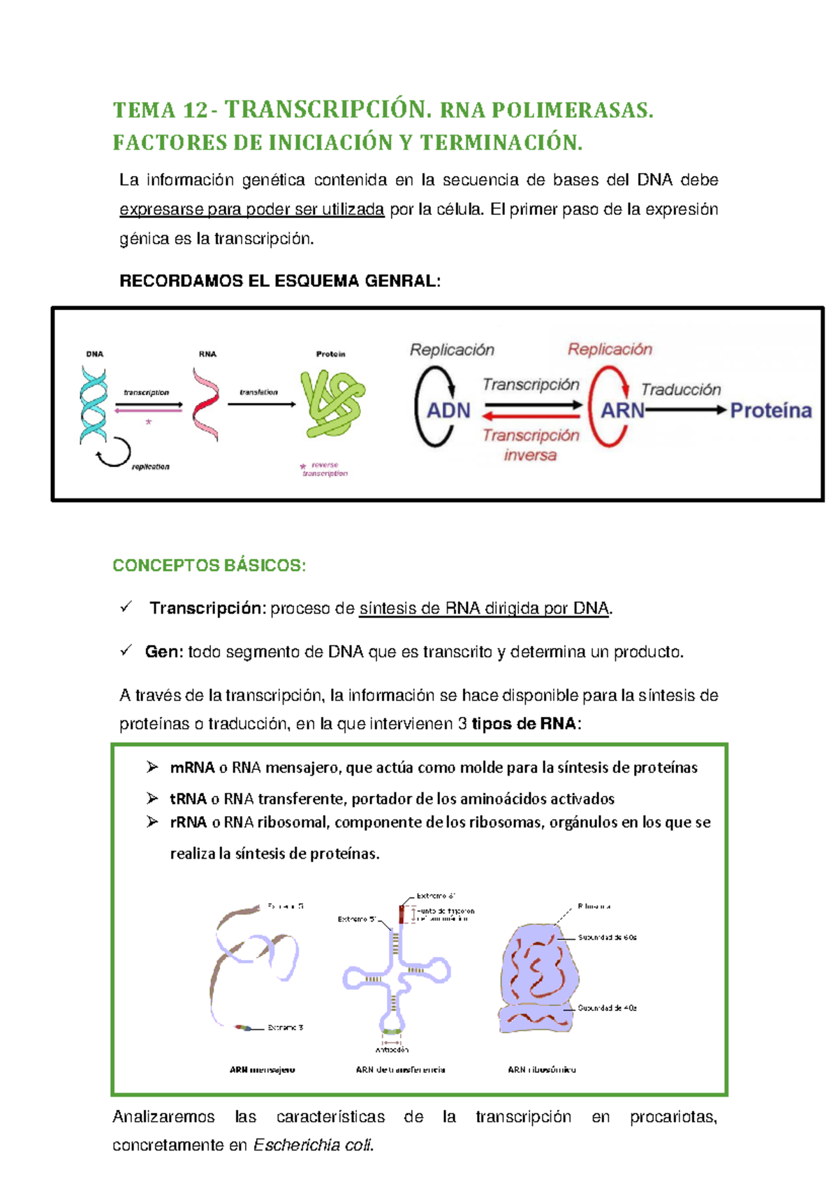 TEMA 12.- Transcripción. RNA polimerasas. Factores de iniciación y ...