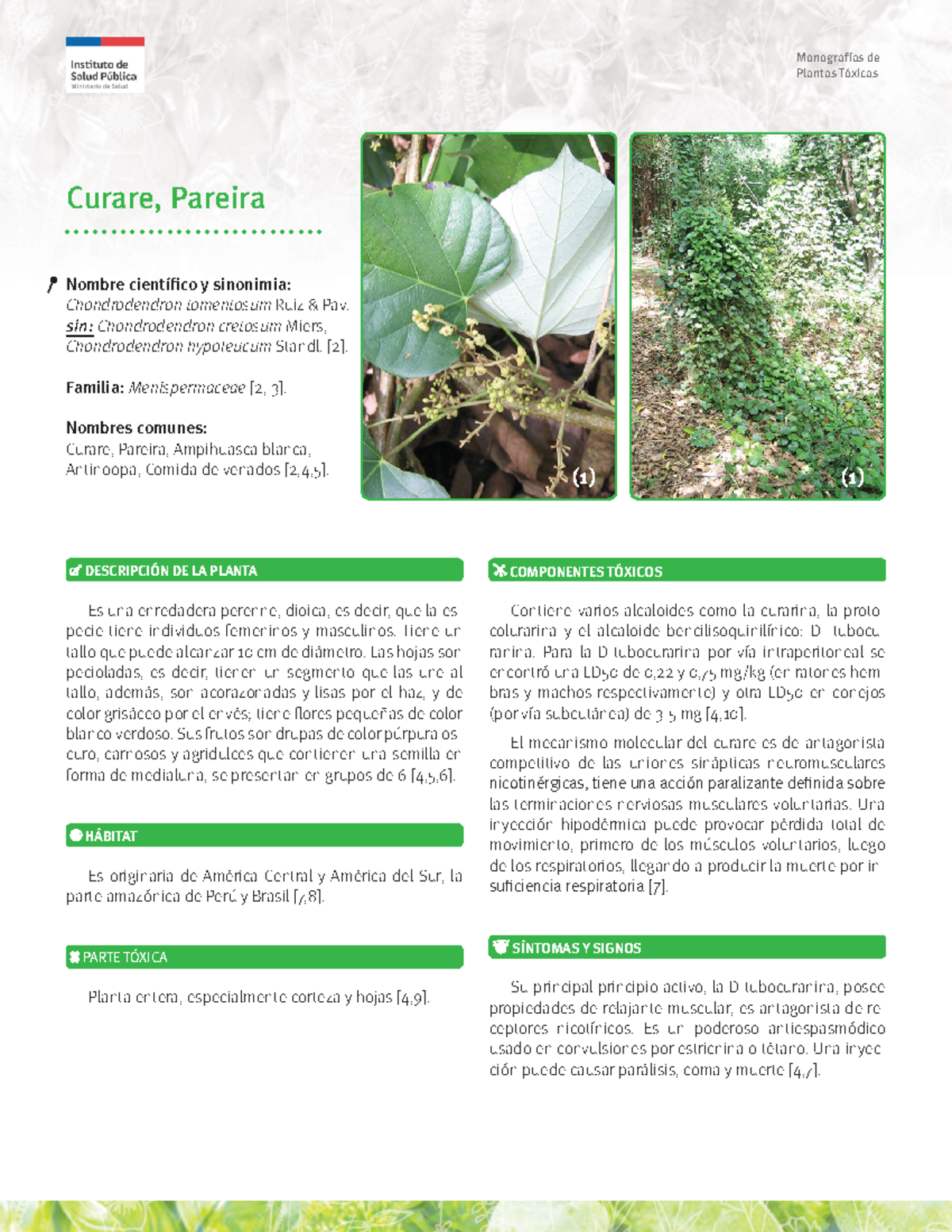 Curare-04082021 A - Resumen Medicina humana - Monografías de Plantas ...