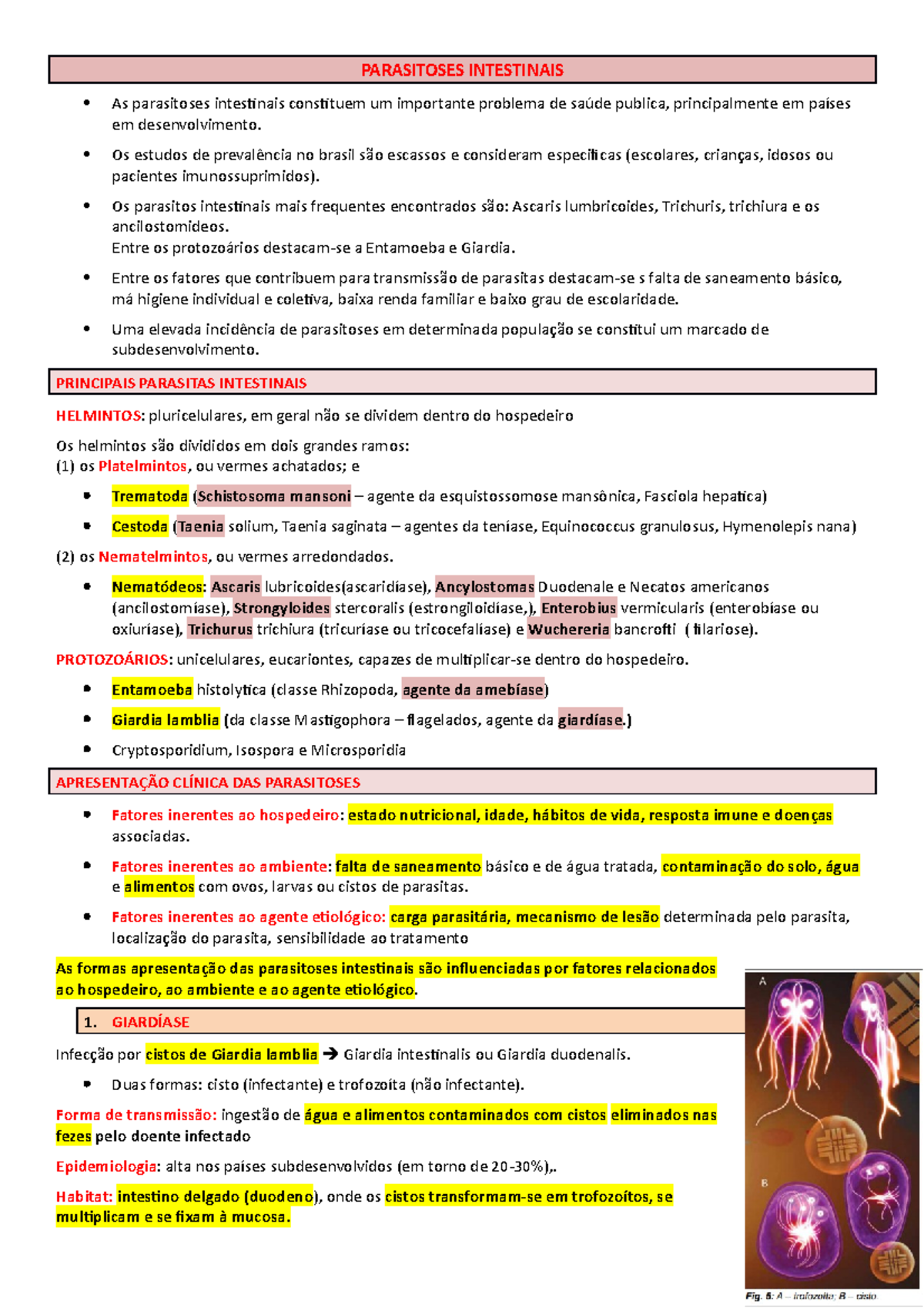 Parasitoses Intestinais - Os estudos de prevalência no brasil são ...