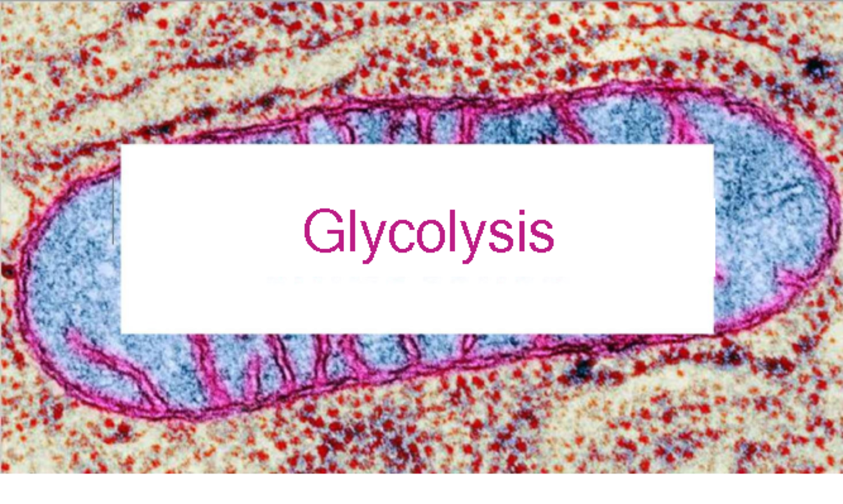 2. Glycolysis notes - EXTENDED BIO - Glycolysis © 2021 Pearson ...