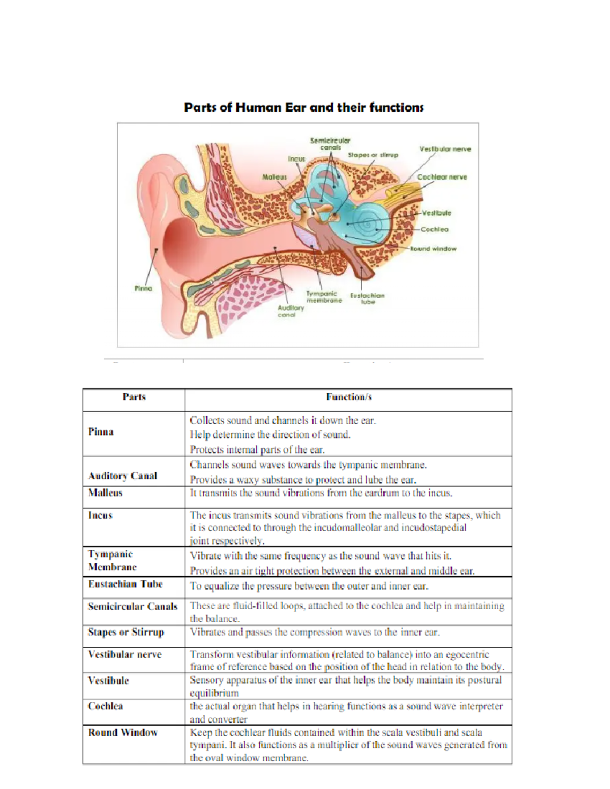 EAR- Anatomy - ... - bs nursing - Studocu