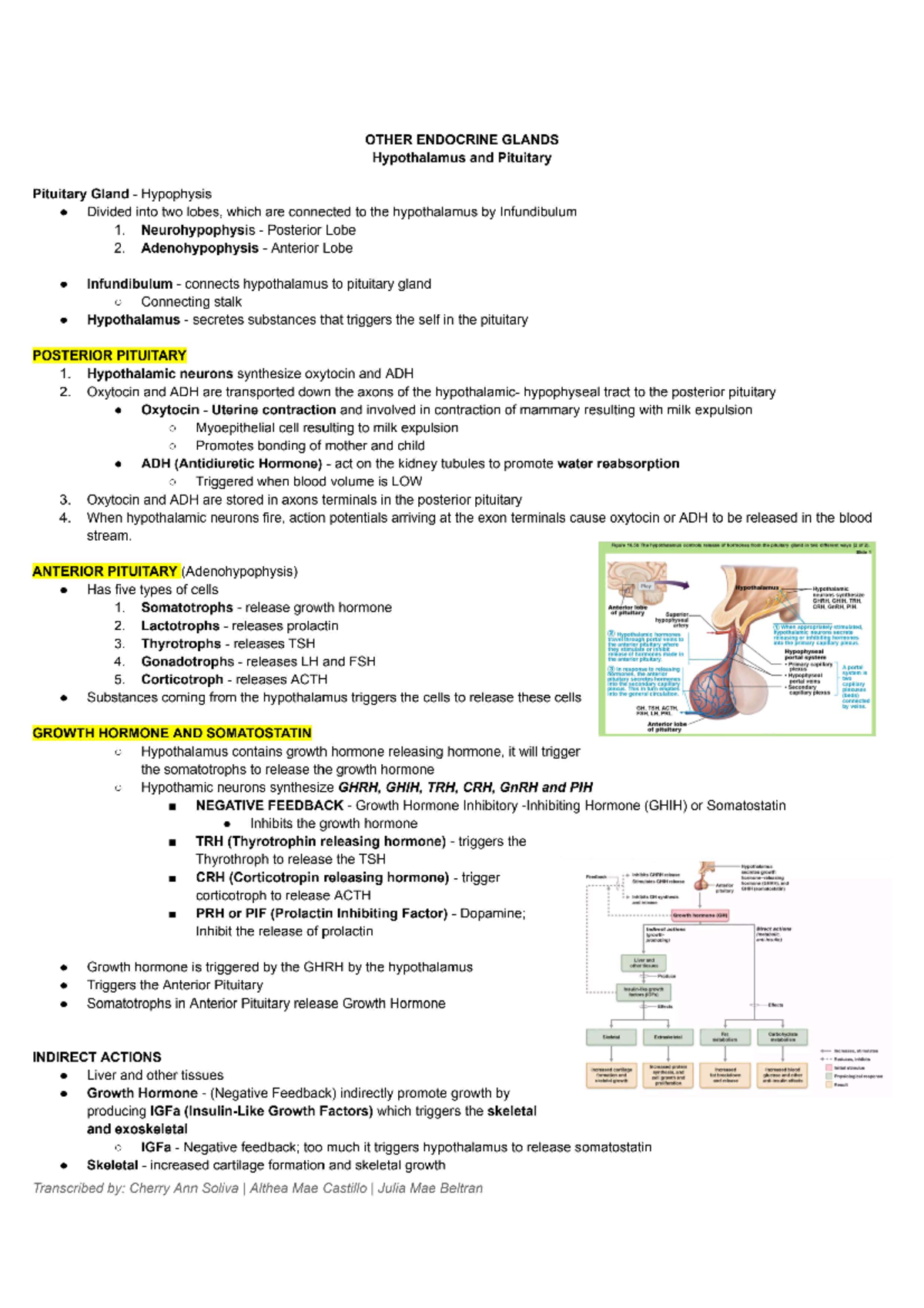 Final-CC2- Laboratory Other- Endocrine- Glands - Pituitary Gland ...