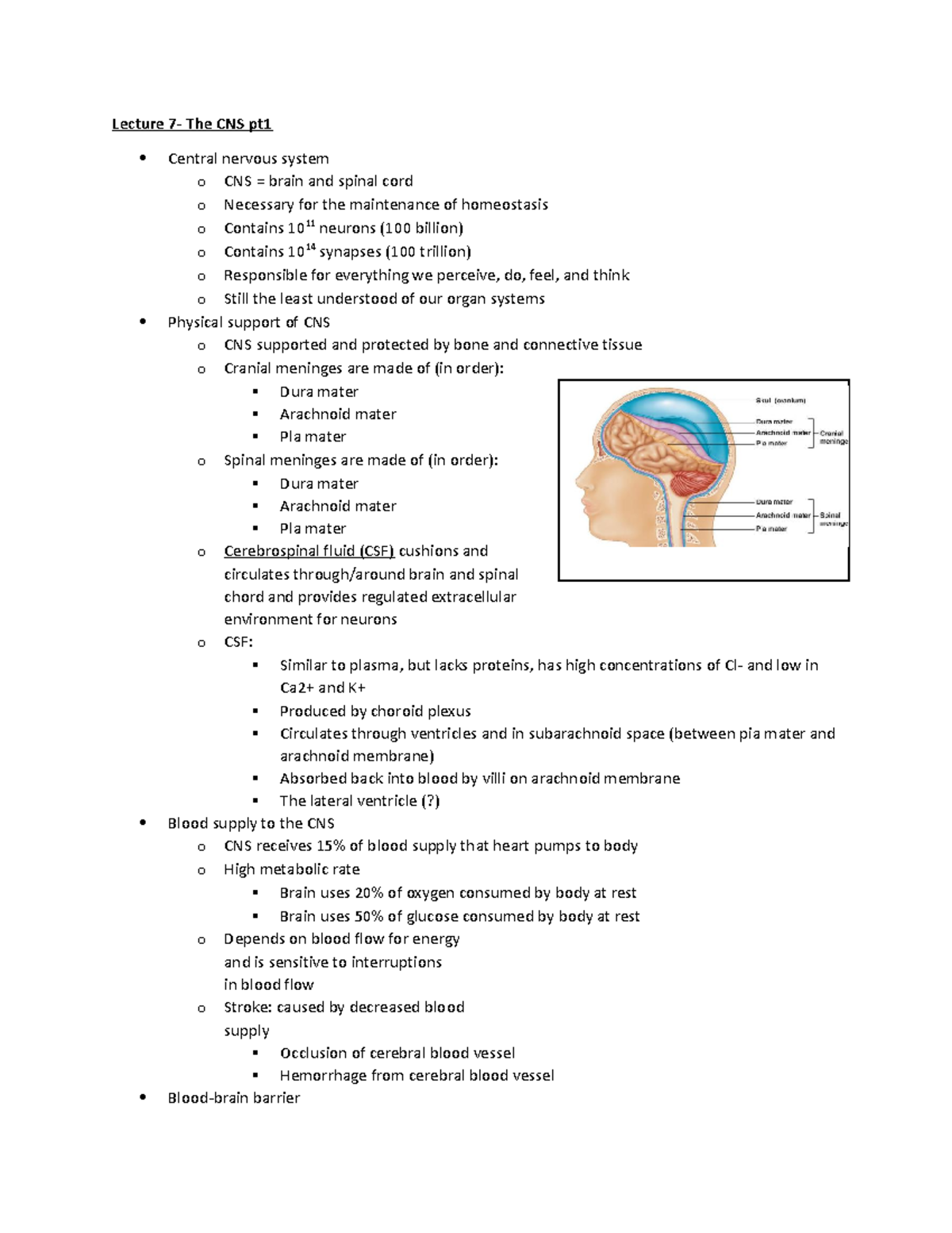 Lecture 7 The CNS pt1 - Lecture 7- The CNS pt Central nervous system o ...