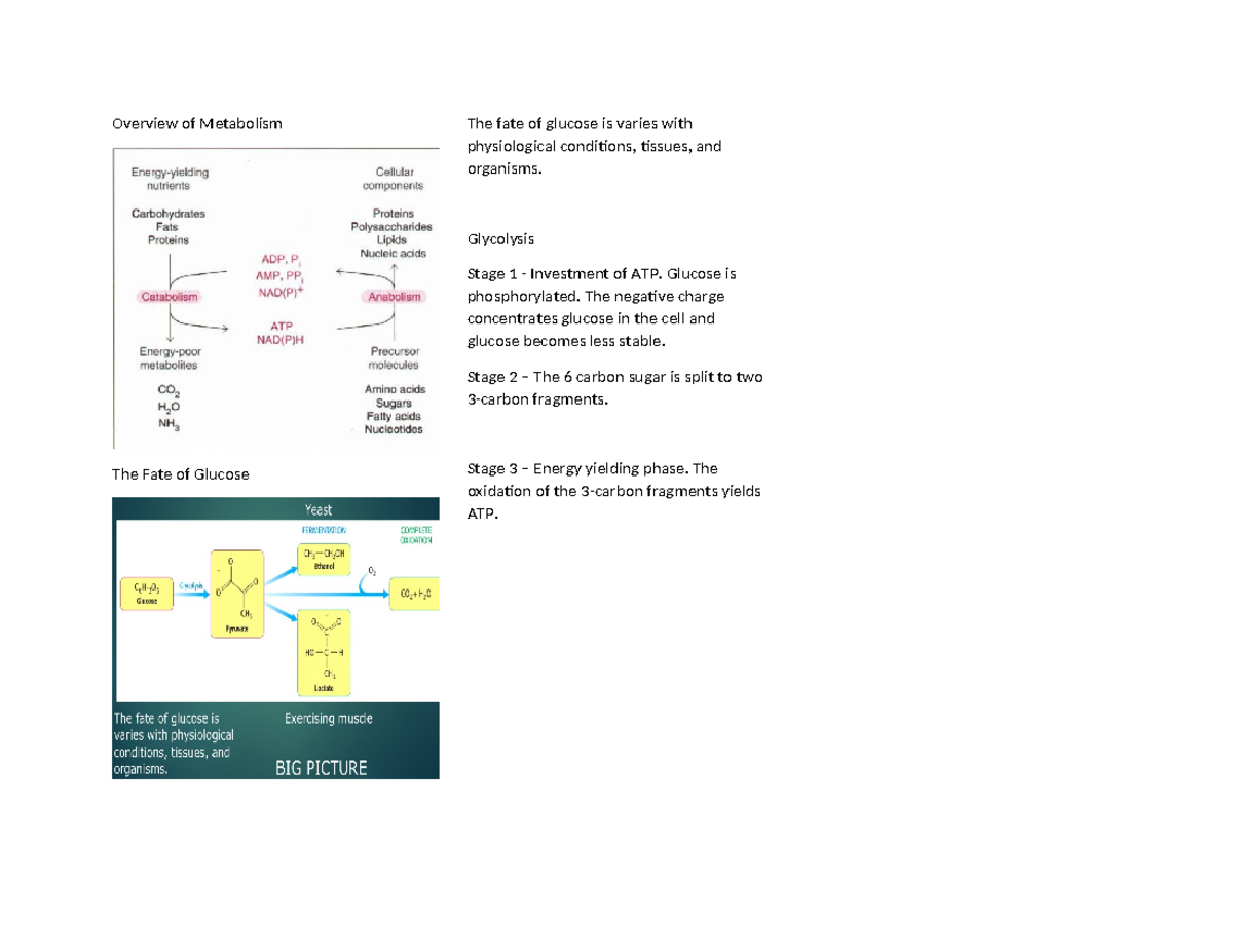 Overview of Metabolism - Glycolysis Stage 1 - Investment of ATP ...