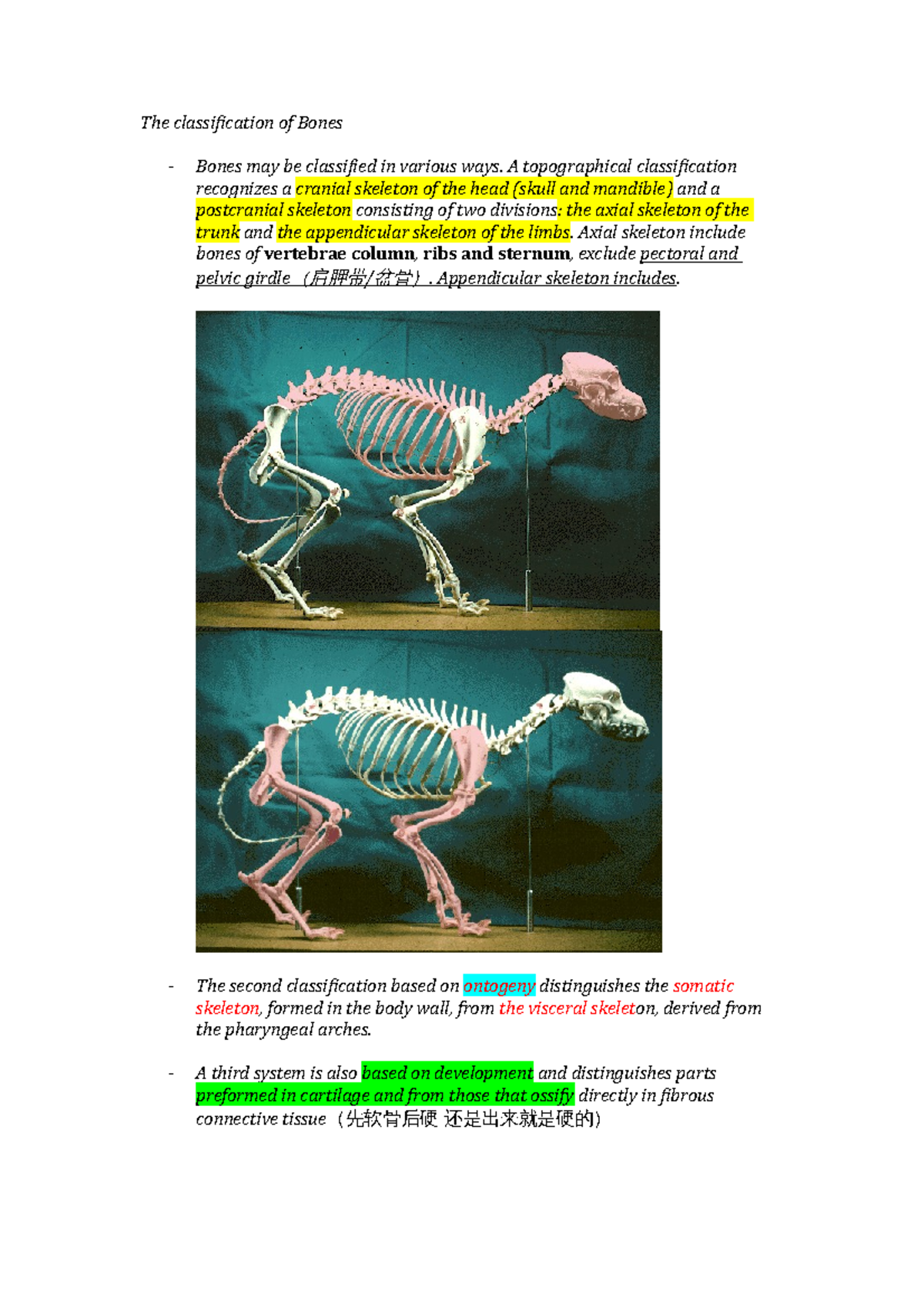 L7 Revision Bones - Lecture notes 7 - The classification of Bones Bones ...