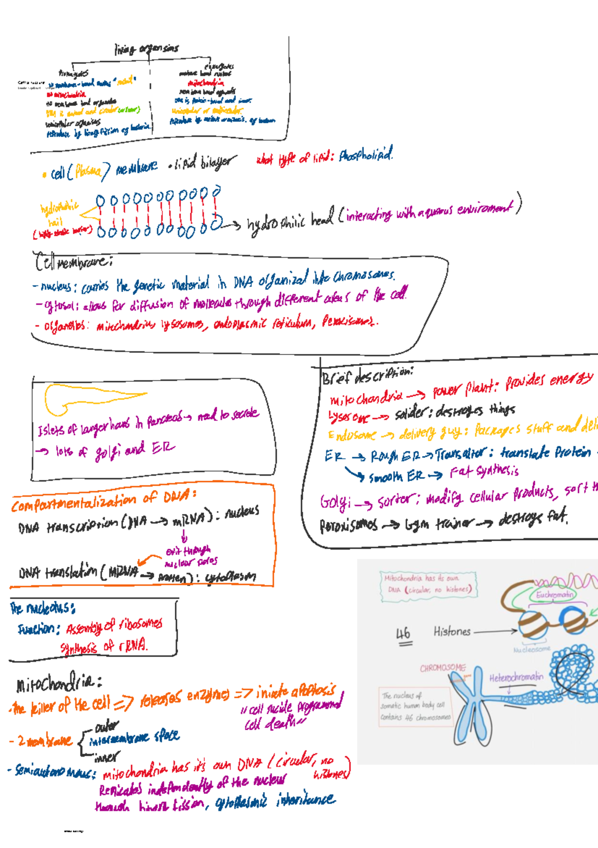 Revision notes - Summary Biology for Biomedical Science - Y Cell ...