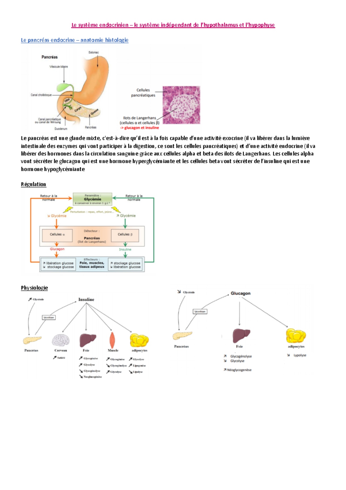 Le système endocrinien système indépendant de lhypothalamus et ...